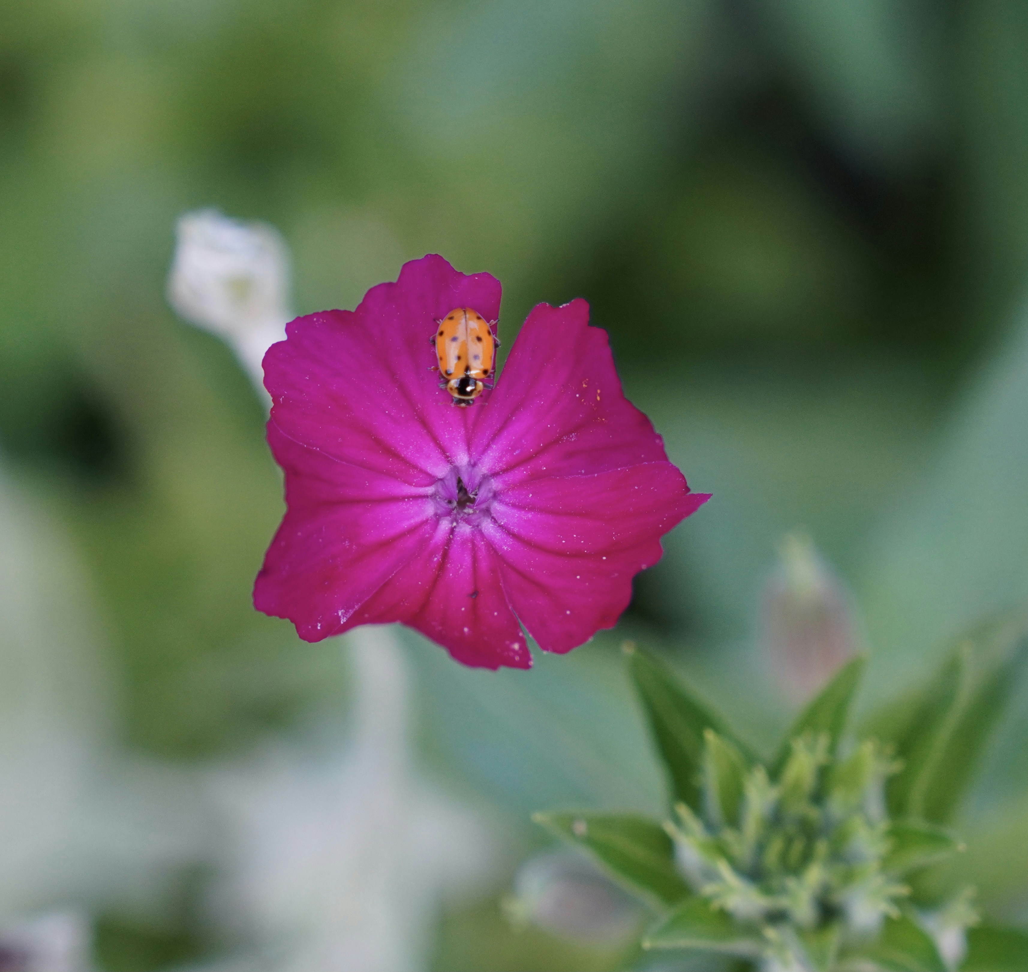 Photo by Eduard Galitsky with Sony Alpha 6400