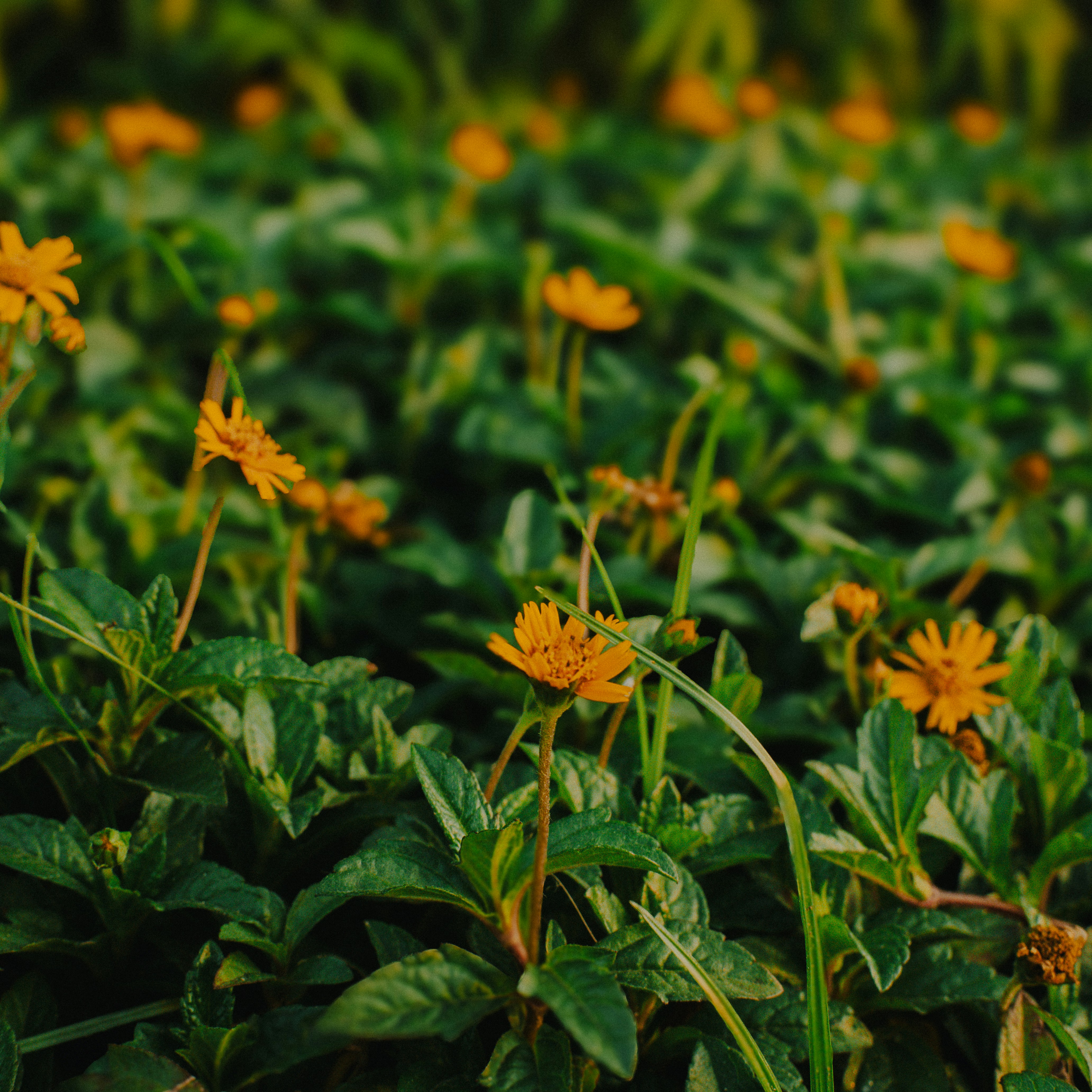 Golden Corolla Field: Close-up of Sunlit Orange Blooms
