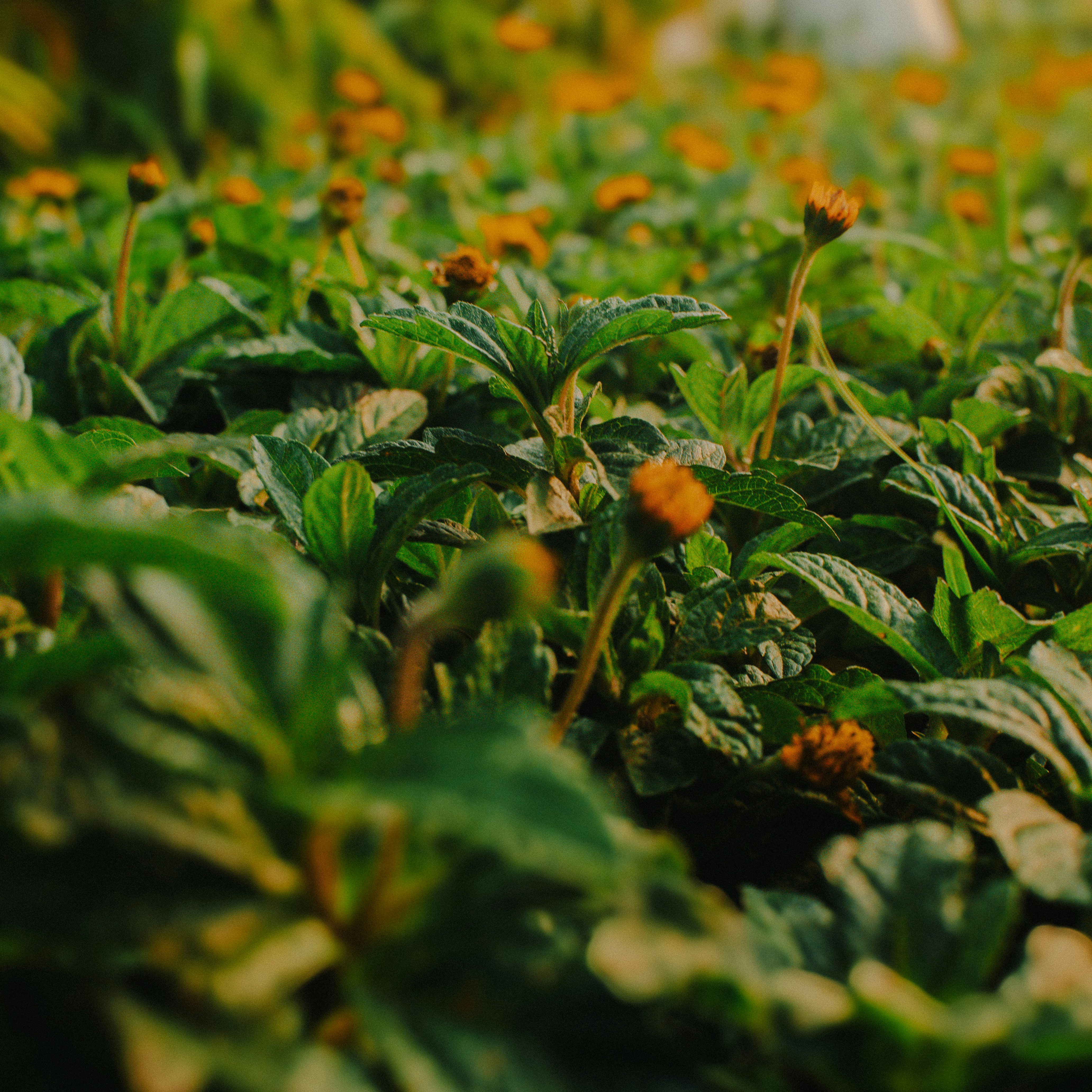 Winter Sunlit Field of Small Orange Flowers and Deep Green Leaves