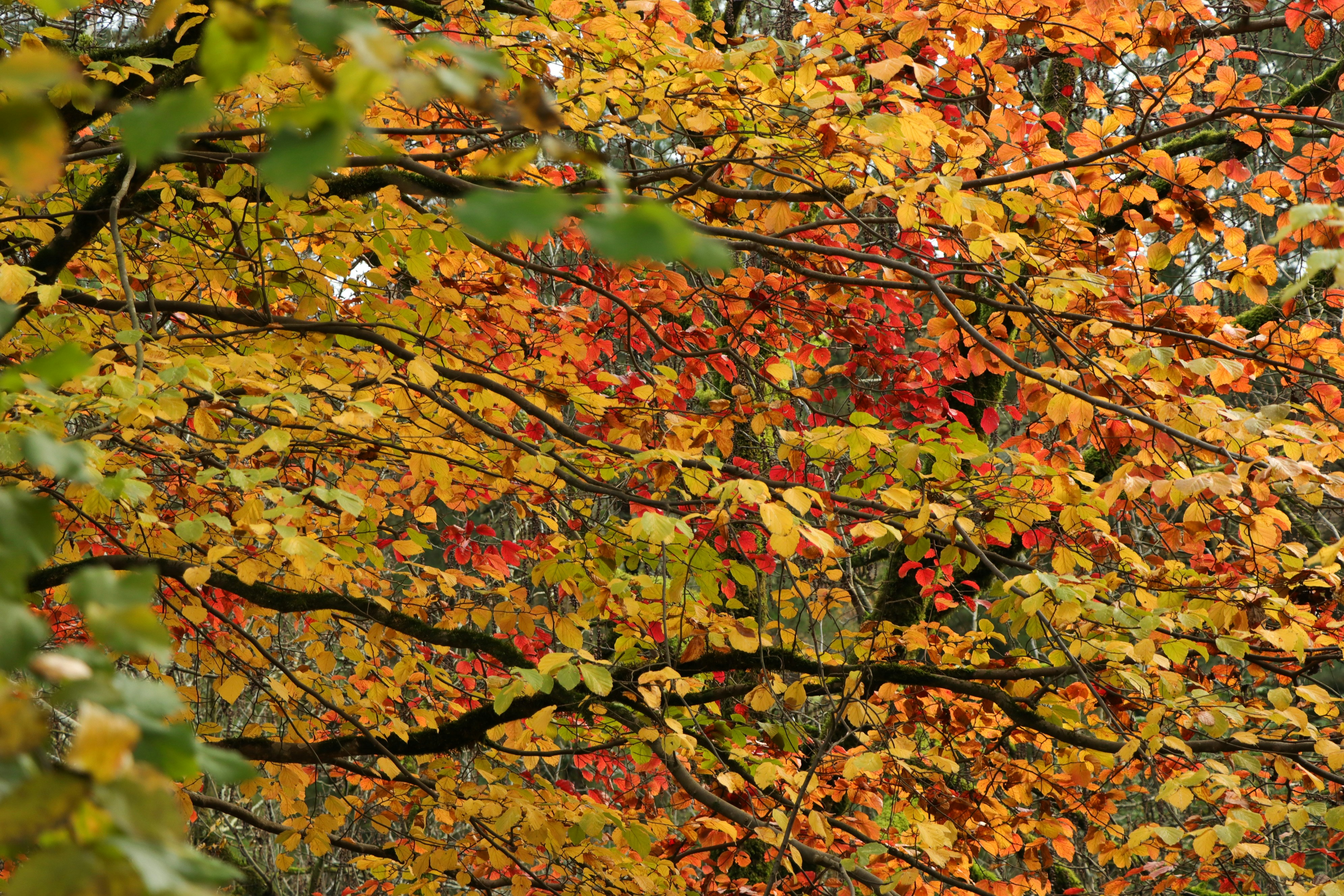 Photo by Shiva Mardahi with Canon EOS 80D