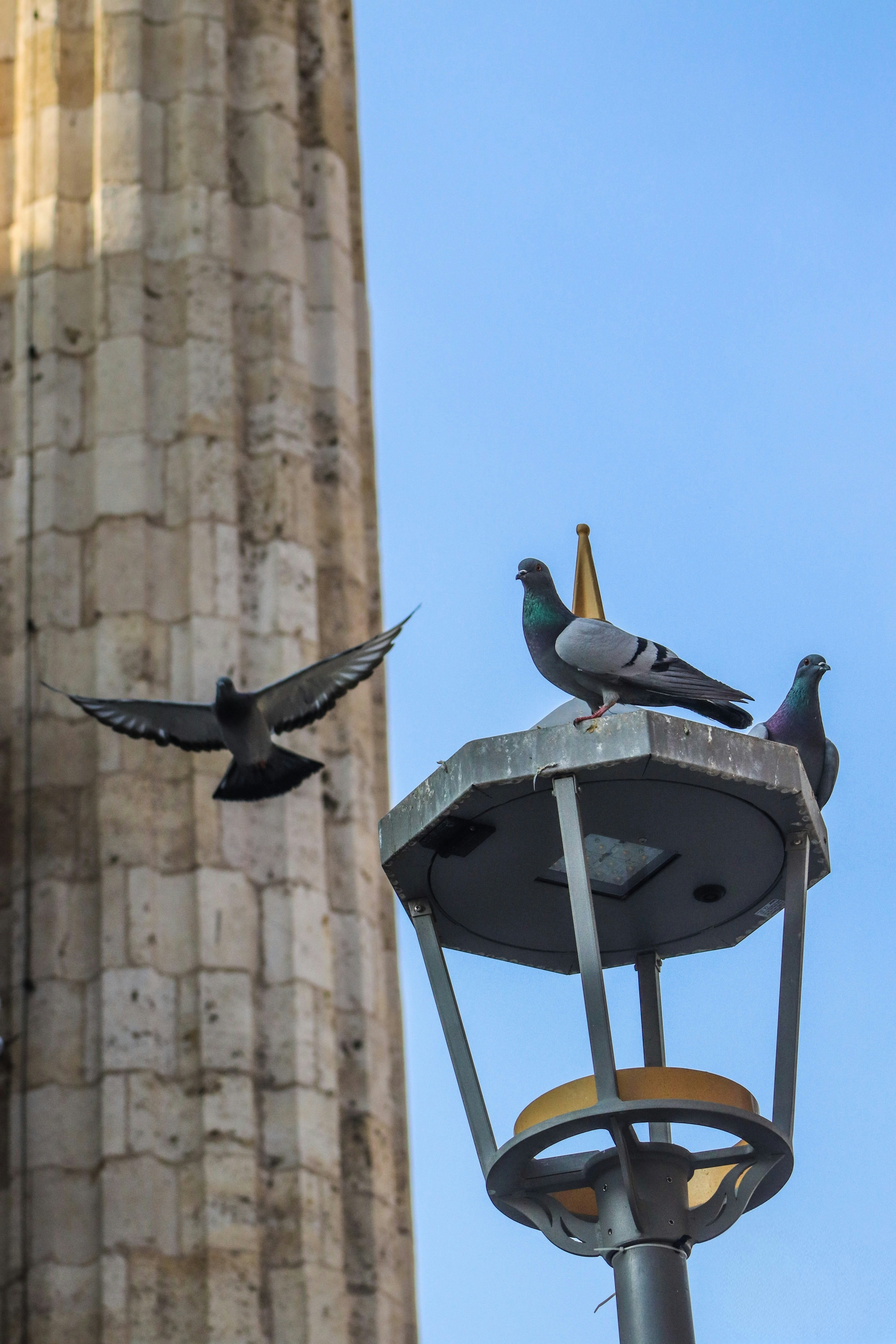 Pigeons Perched atop a Circular Lantern Against a Historic Stone Spire