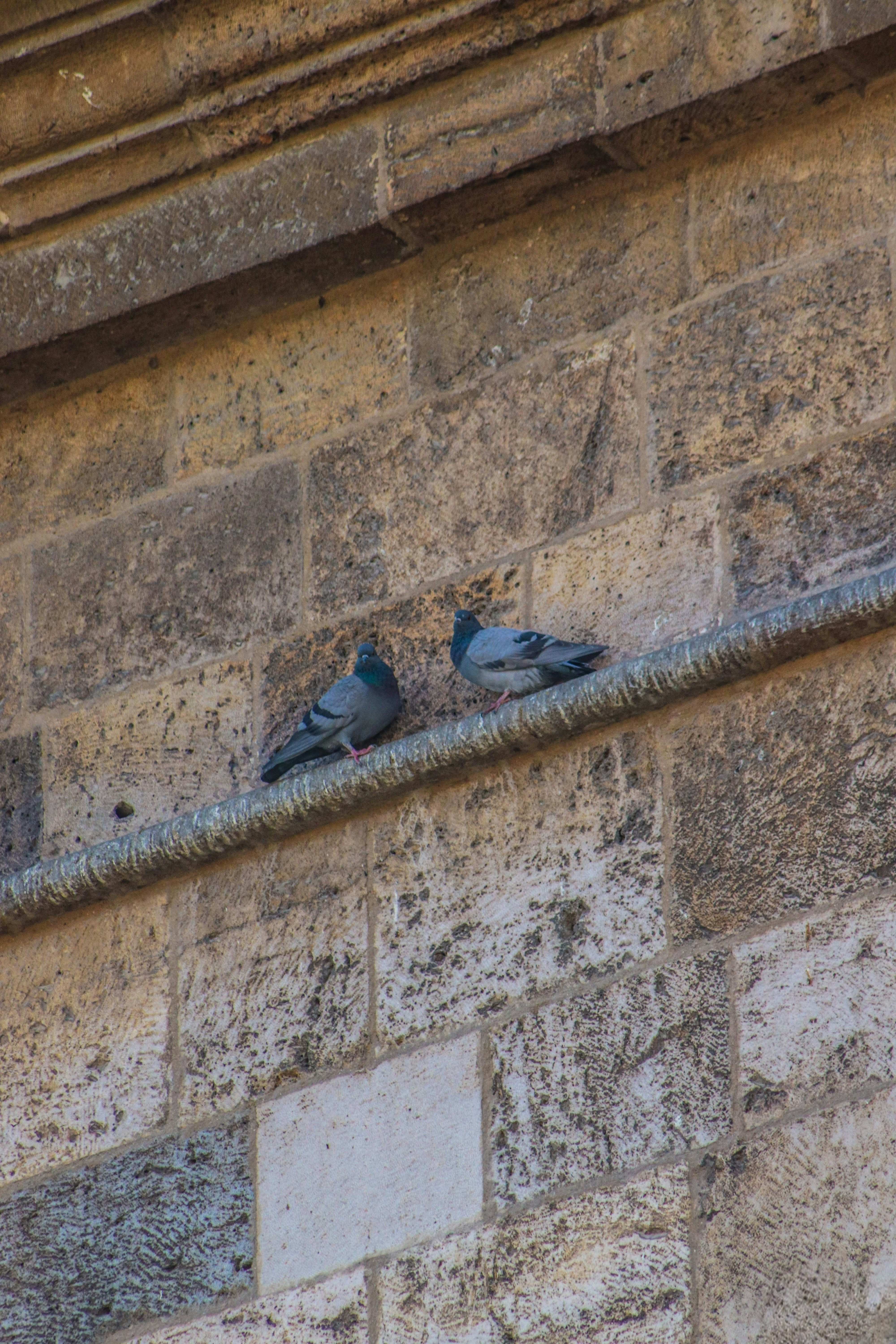 Two Pigeons Perched Along a Rough Stone Embankment