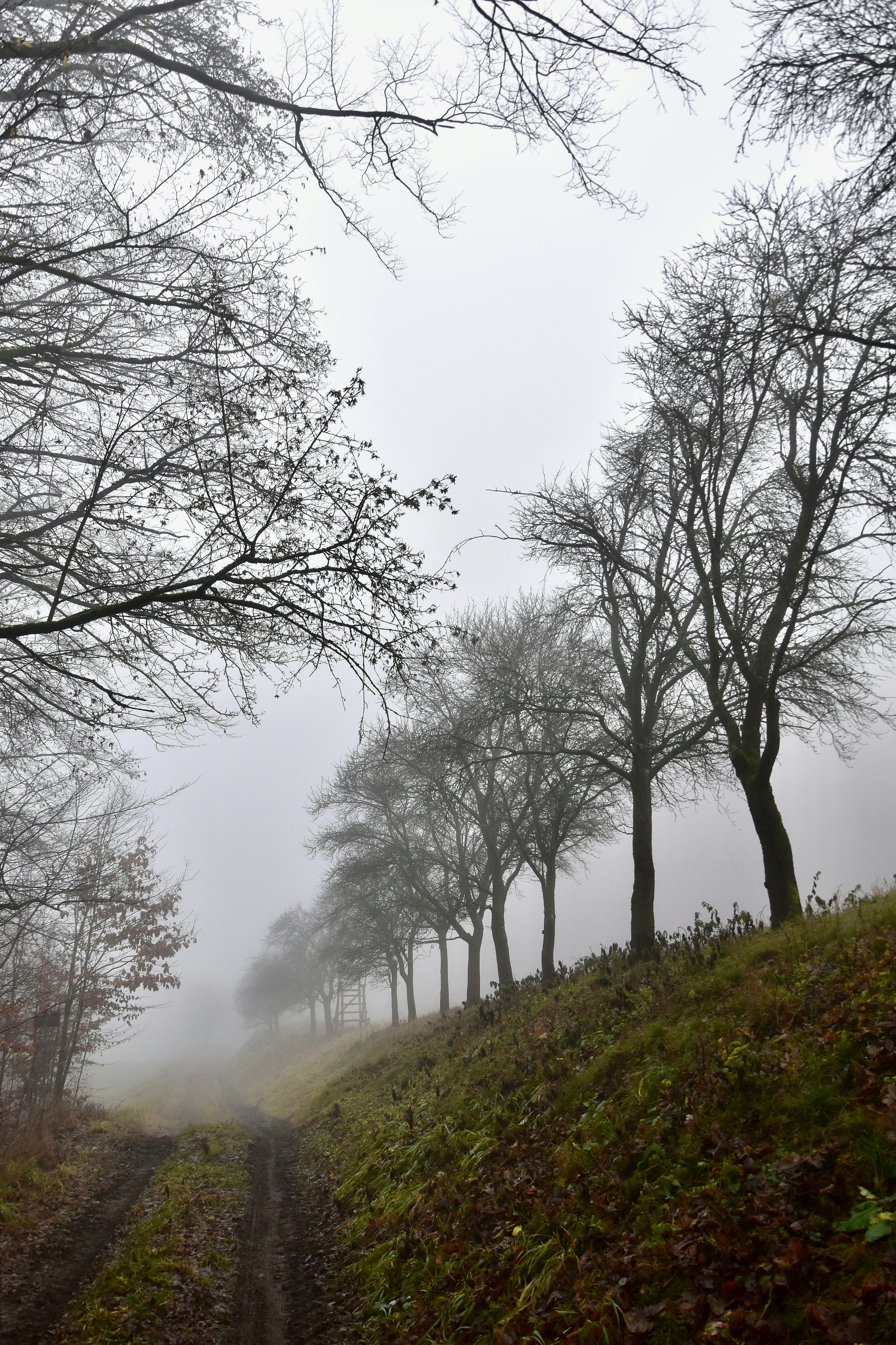 Fog-Whispered Lane: A Tree-Lined Path Dissolving into Mist