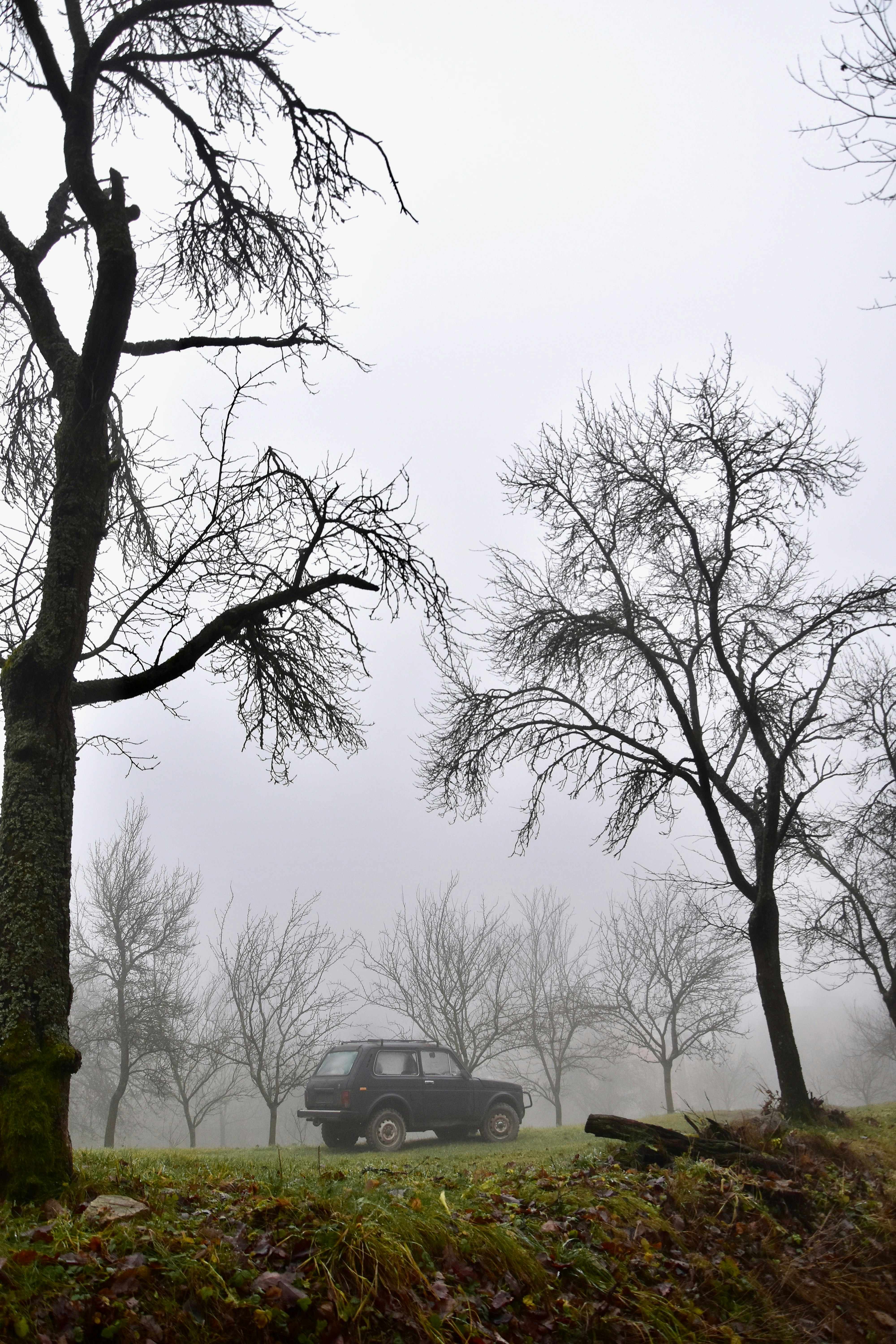 Foggy countryside with a lone SUV under bare trees