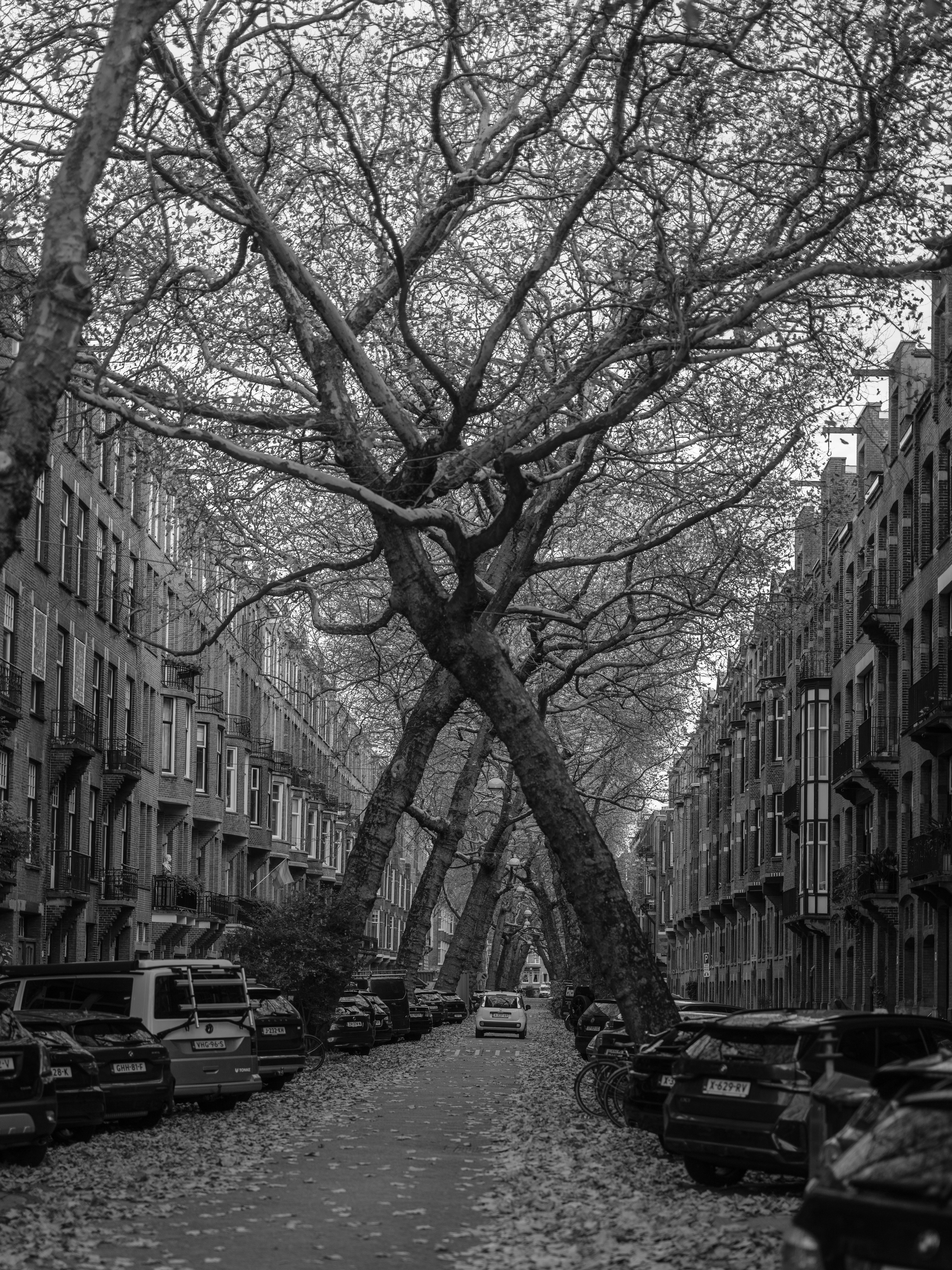 Tree-Lined Street Framed by Arching Canopy