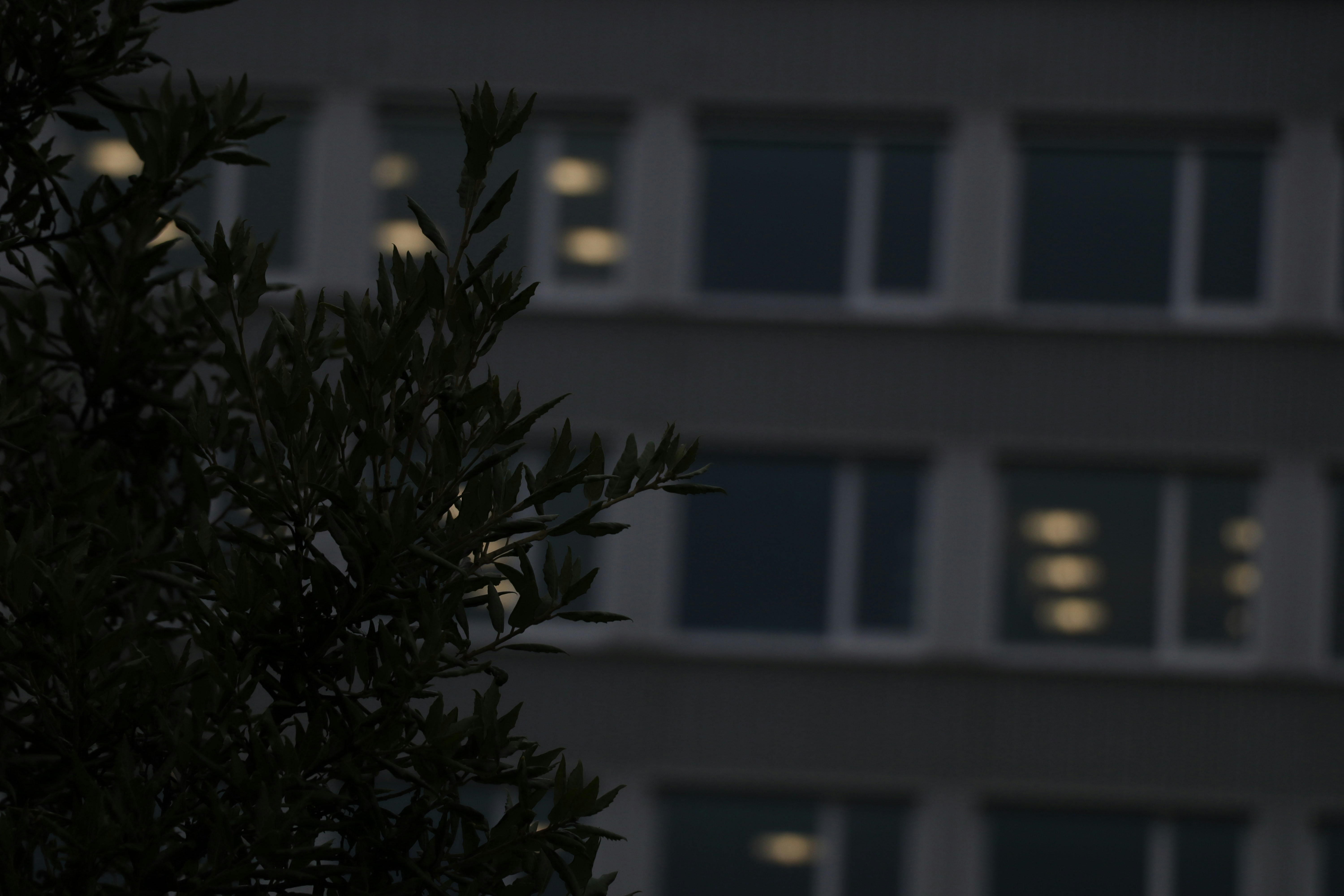 Veiled Windowed Facade Beneath a Leafy Shadow
