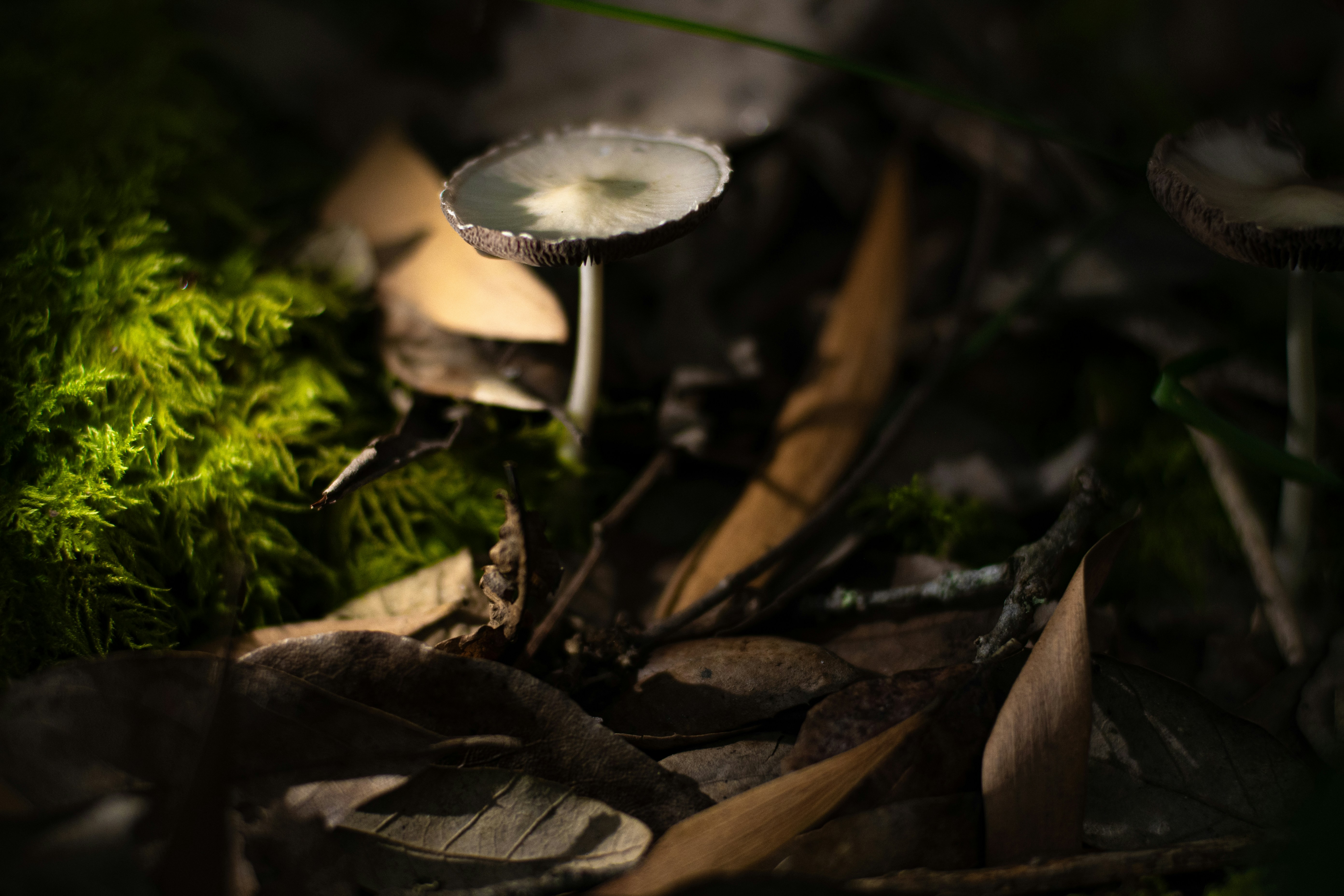 Lone White Cap Amid Forest Floor Shadows