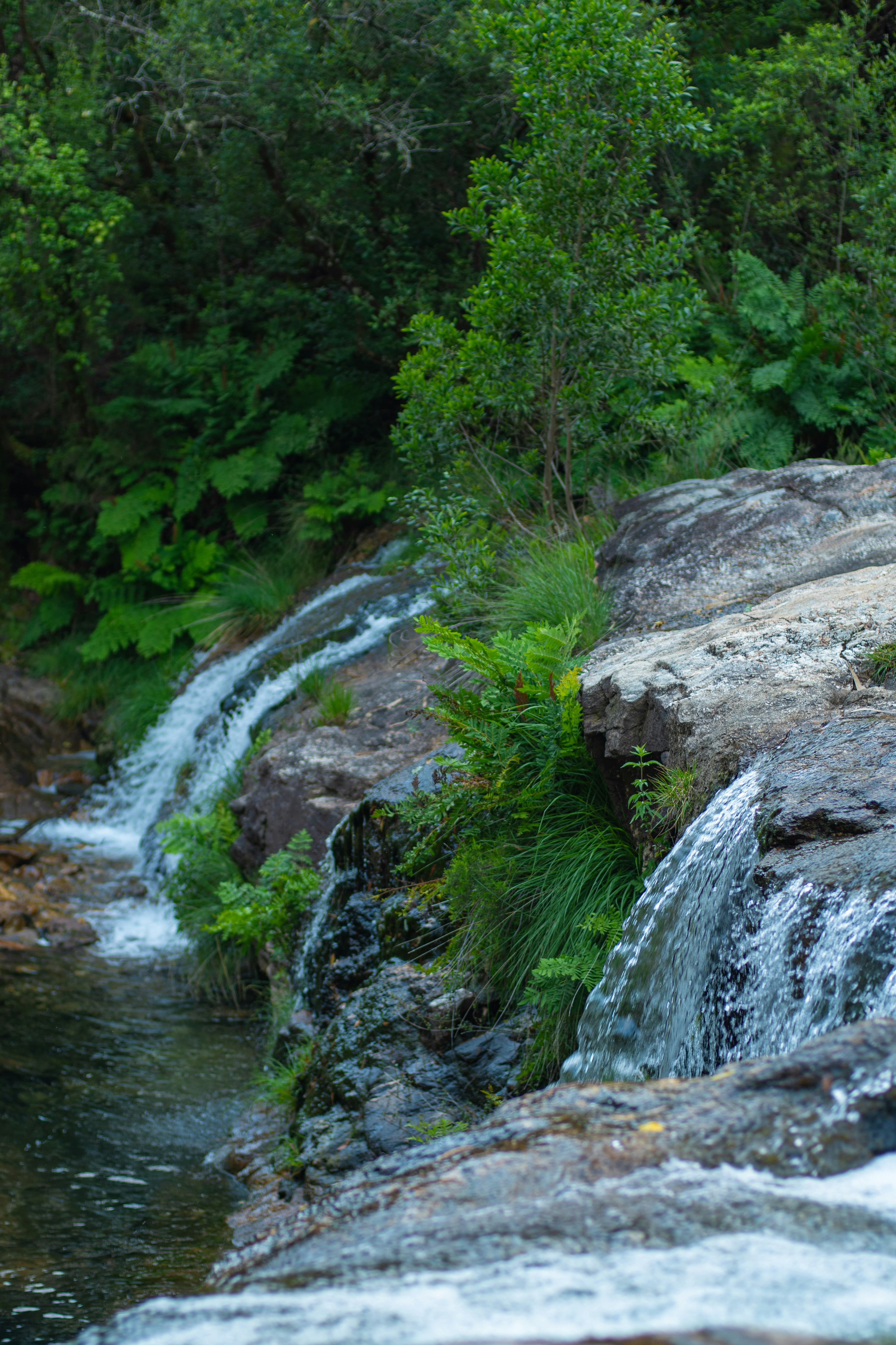 Mountain landscape of a pristine waterfall flowing through a lush green valley in Northern Spain. Crystal-clear river surrounded by dense vegetation and moss-covered rocks, perfect for nature and travel photography.