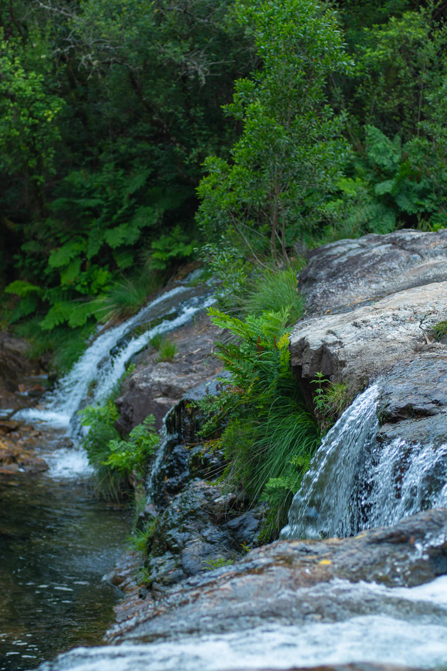 A small waterfall threads over mossy rocks into a tranquil pool, framed by lush greenery and ferns along a rocky ledge.