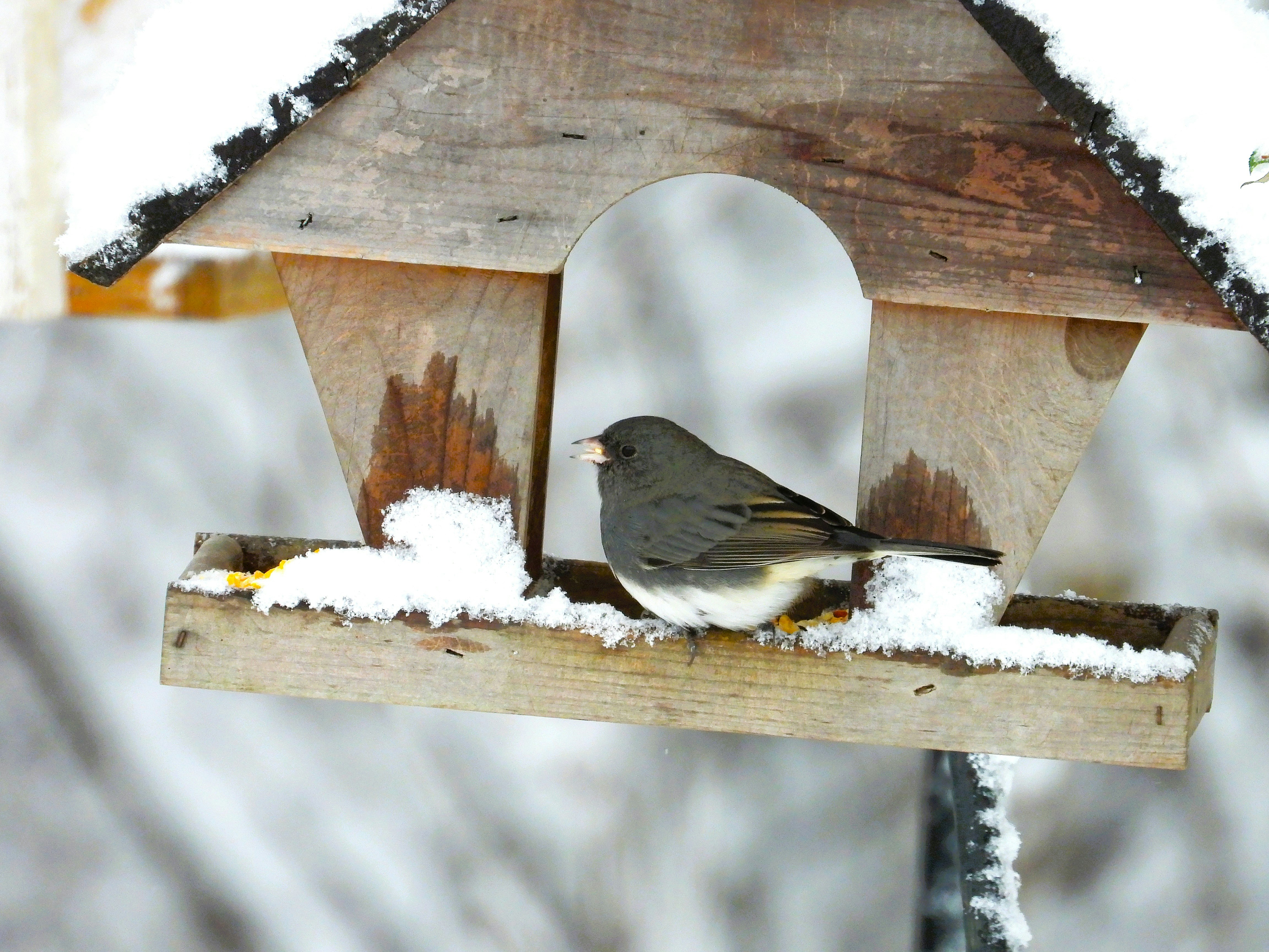 A Wildlife Sparrow Junco bird at a birdfeeder on a winter snow day.