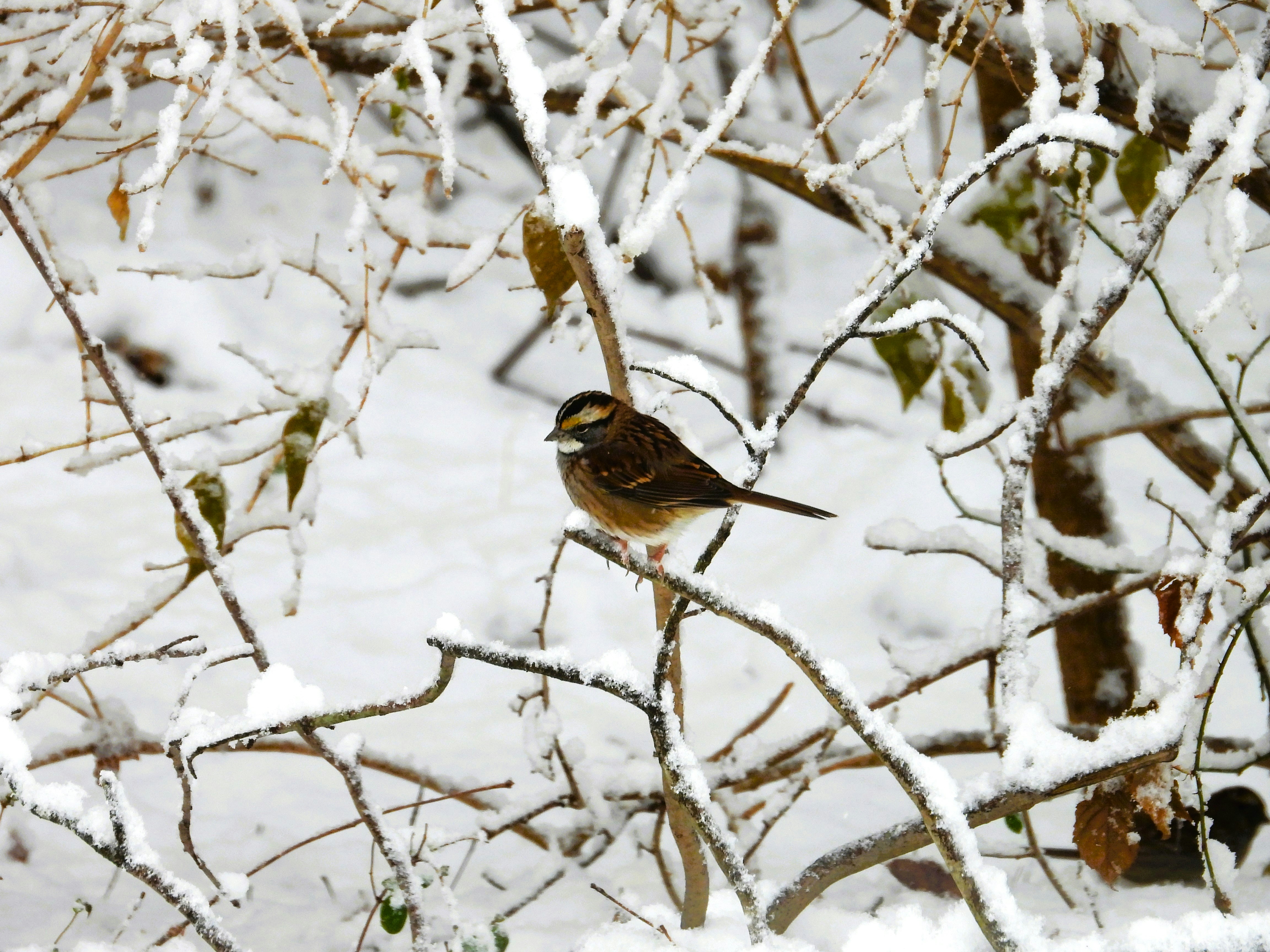 A Junco sparrow perched on a tree branch on winter snowy day.