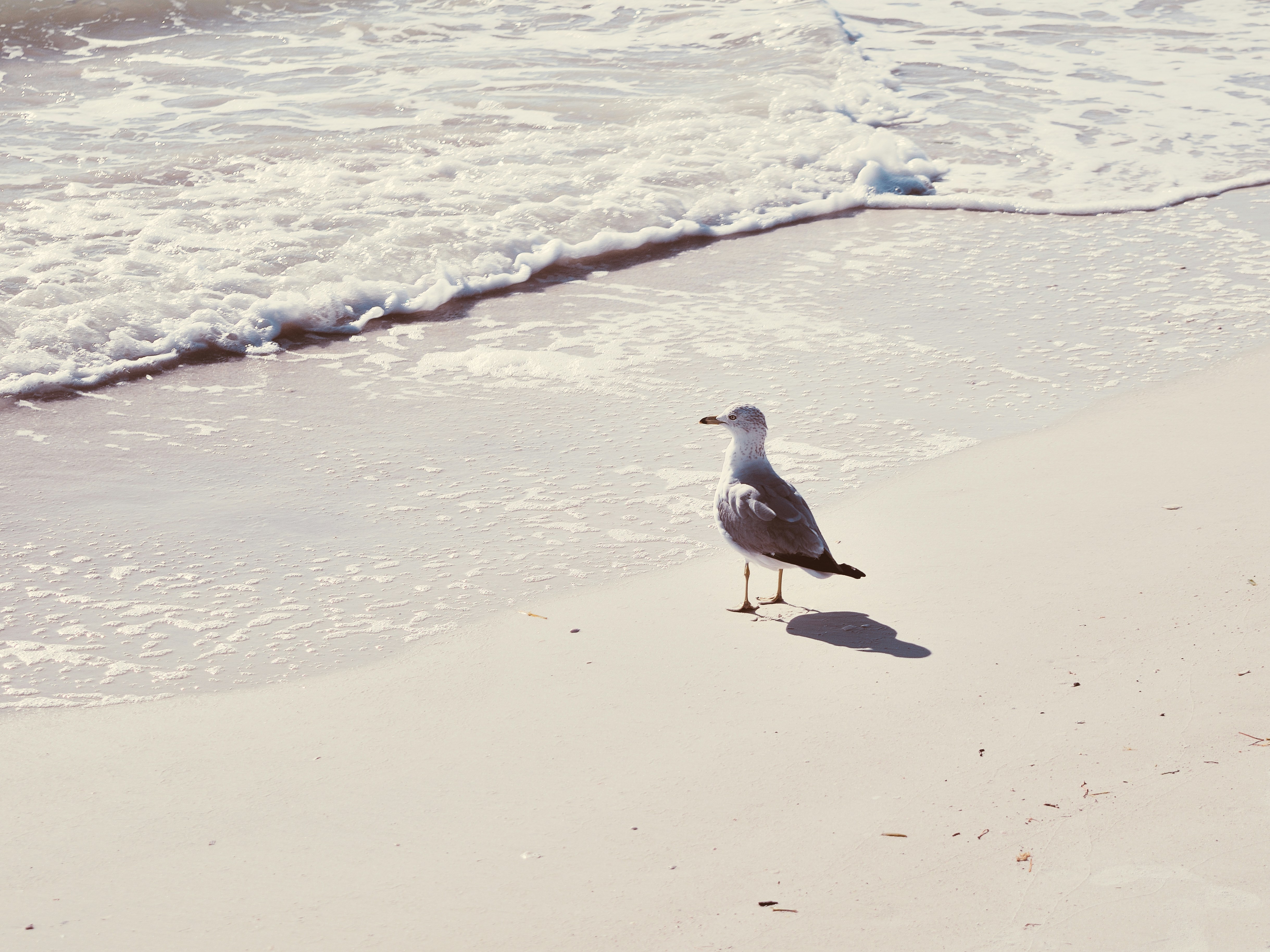  lone seagull on sunlit beach at the edge of gentle surf