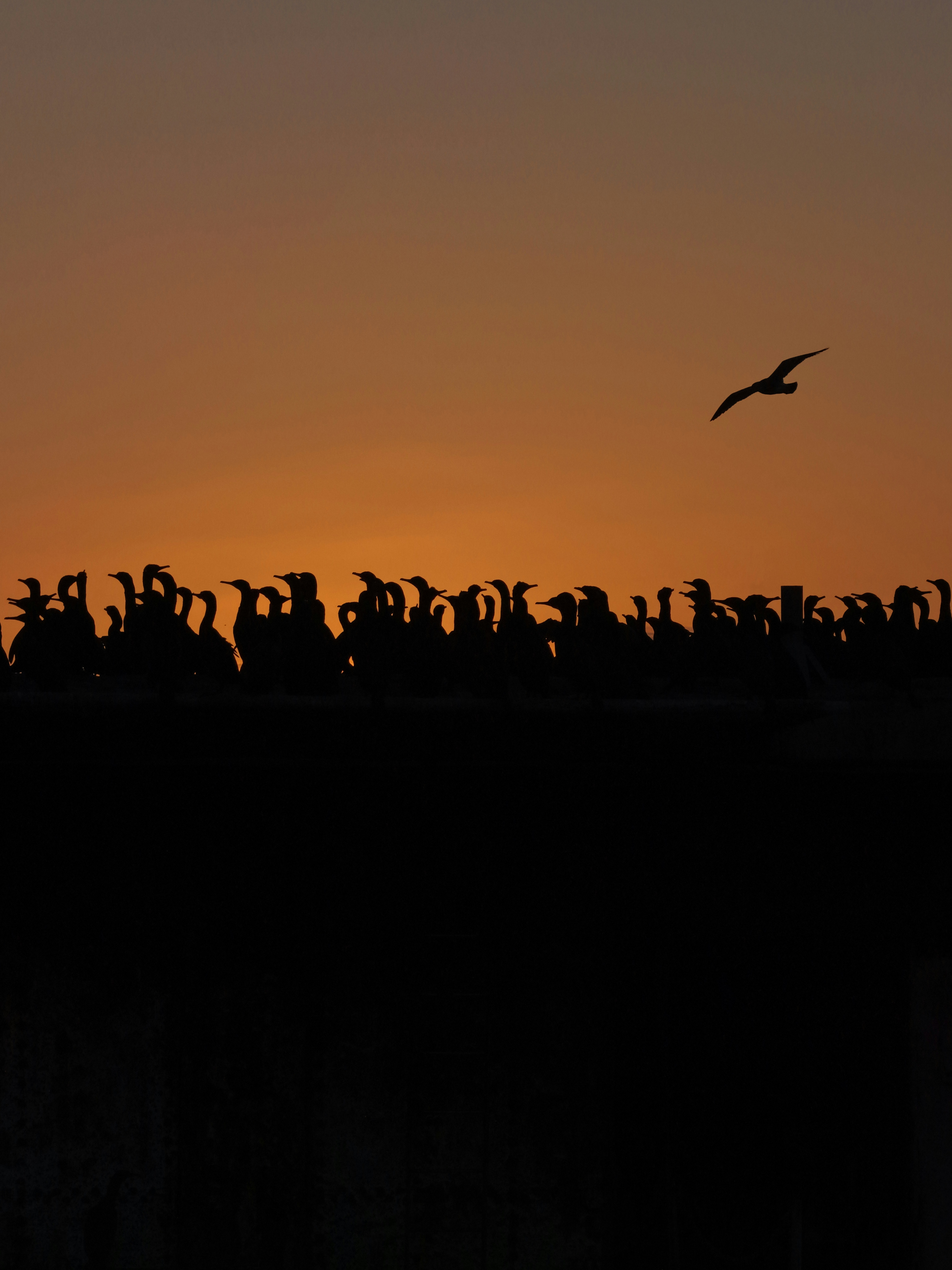 Sea Birds on the Sunset. Salifornia