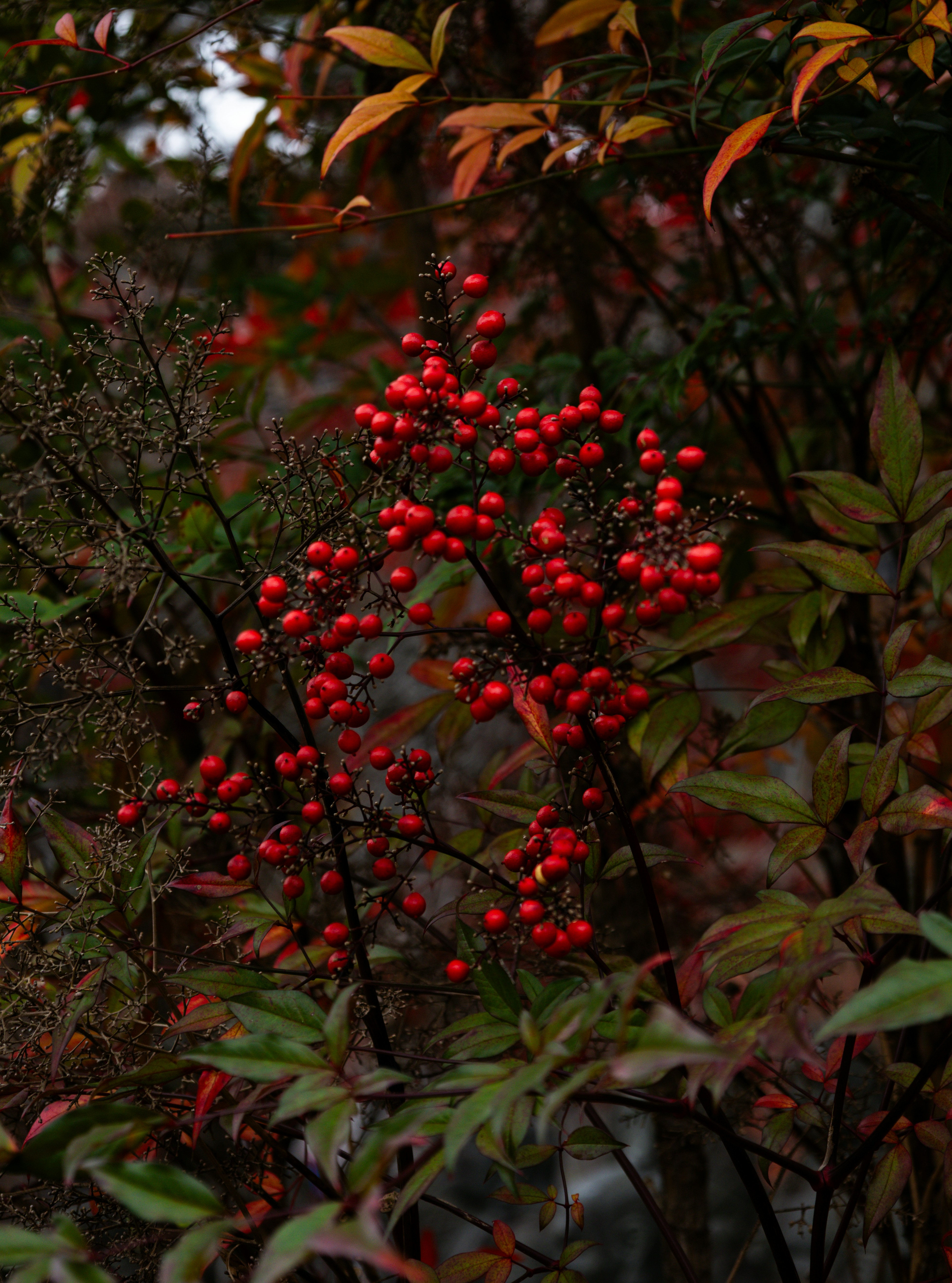 Red Berries Amid Autumn Foliage