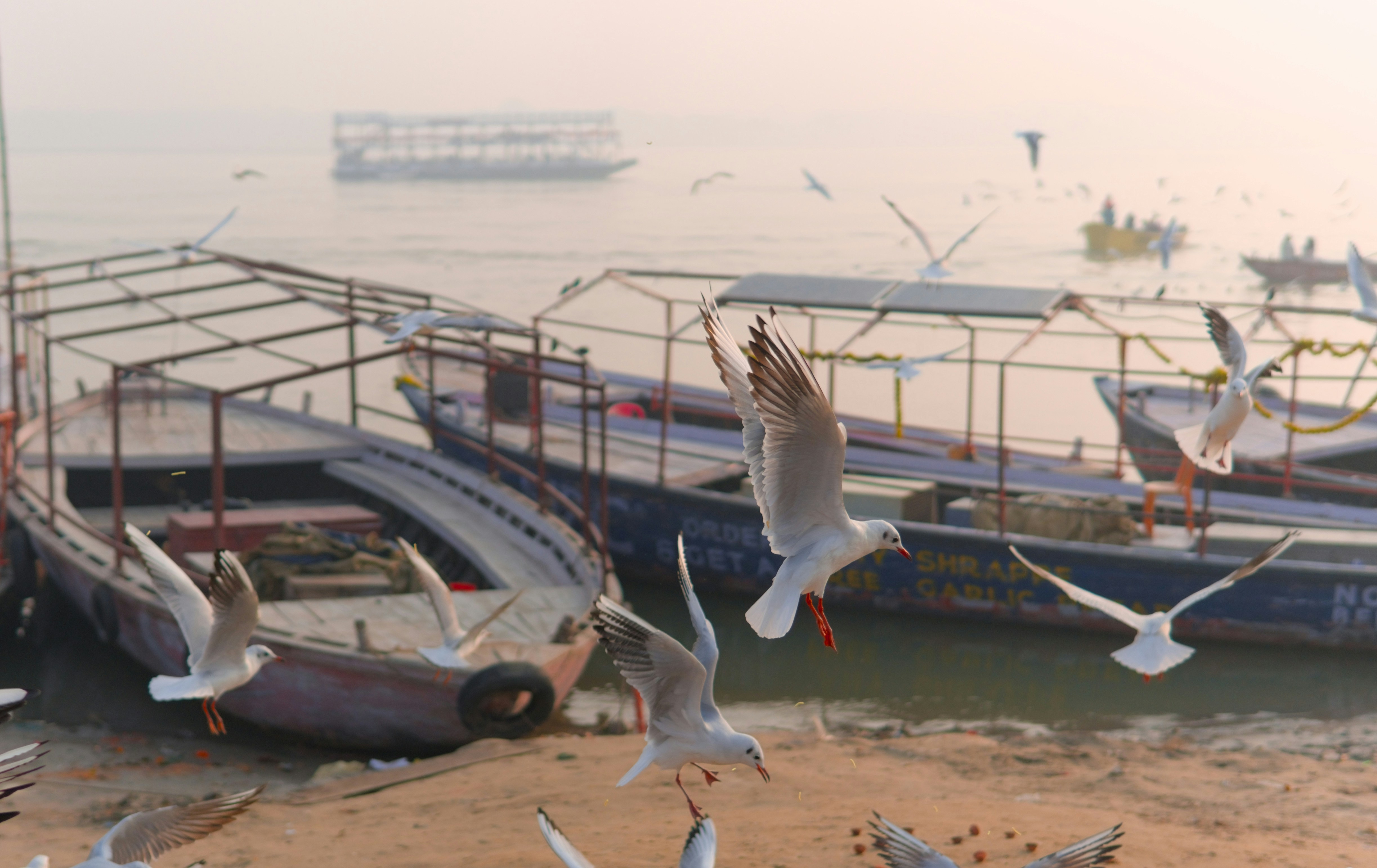 Seagulls Over a Quiet Fishing Dock at Dusk