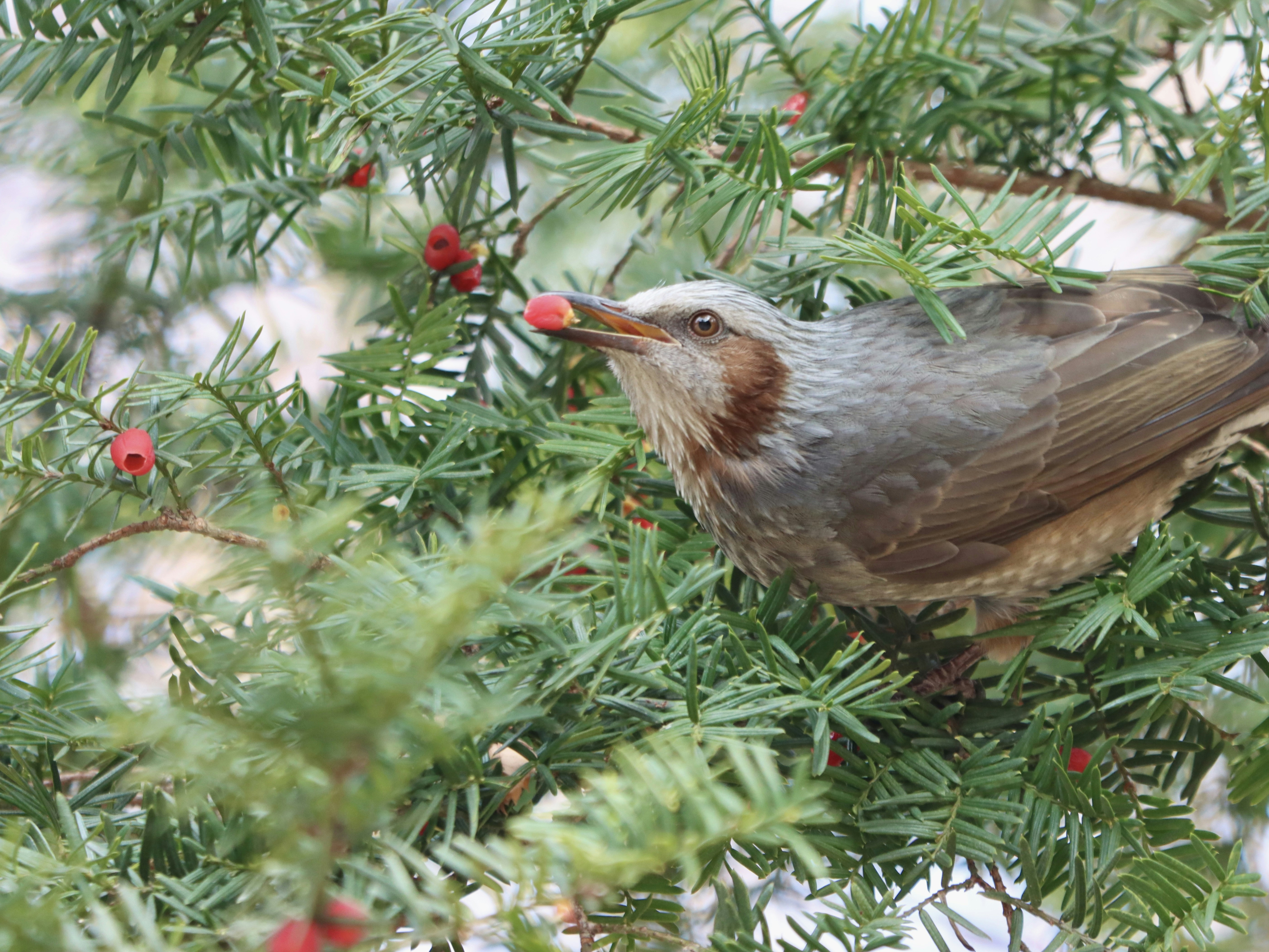 Tailored Perch: A Vigilant Wren Among Red Berries