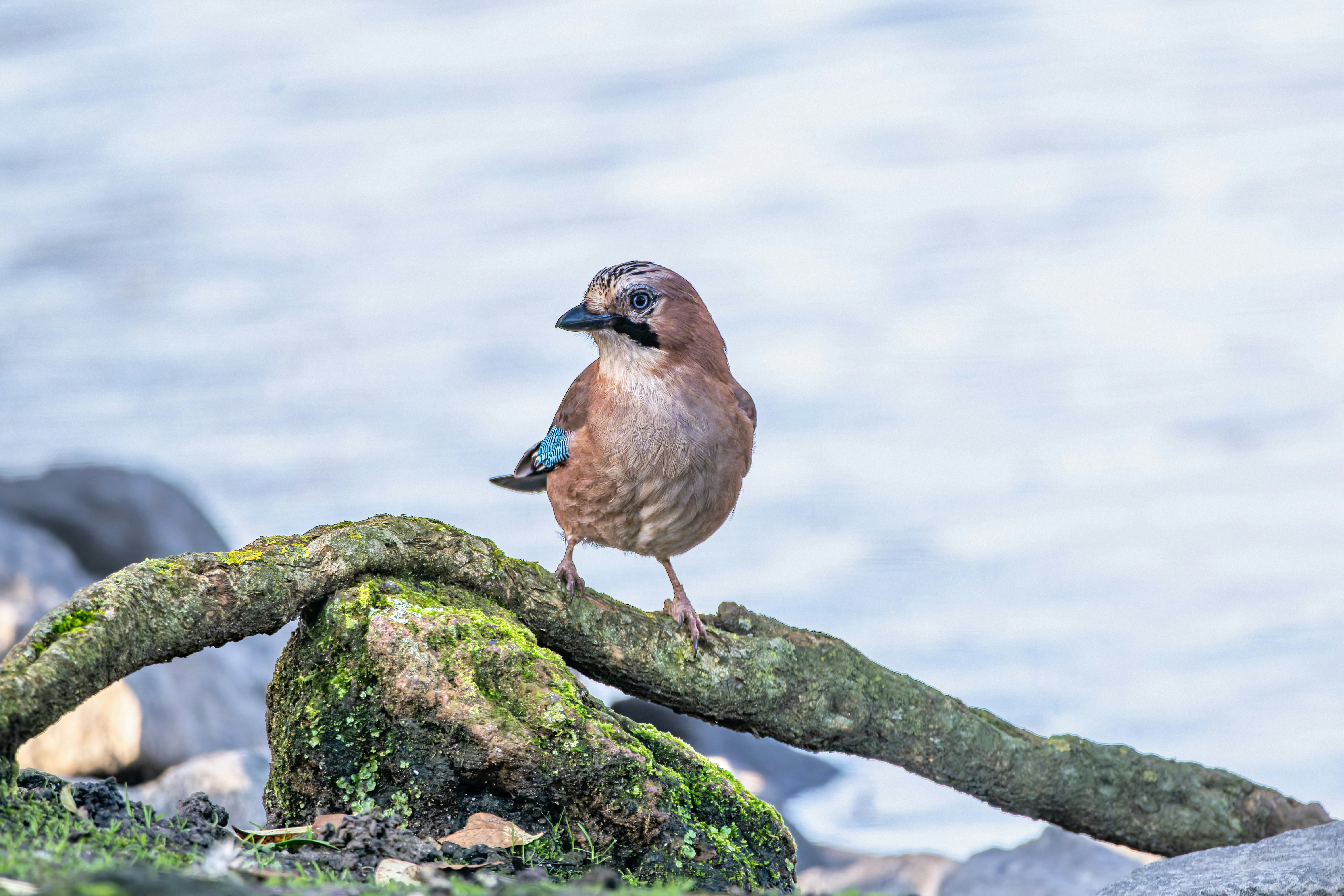 Sample photo from Nikon Z8