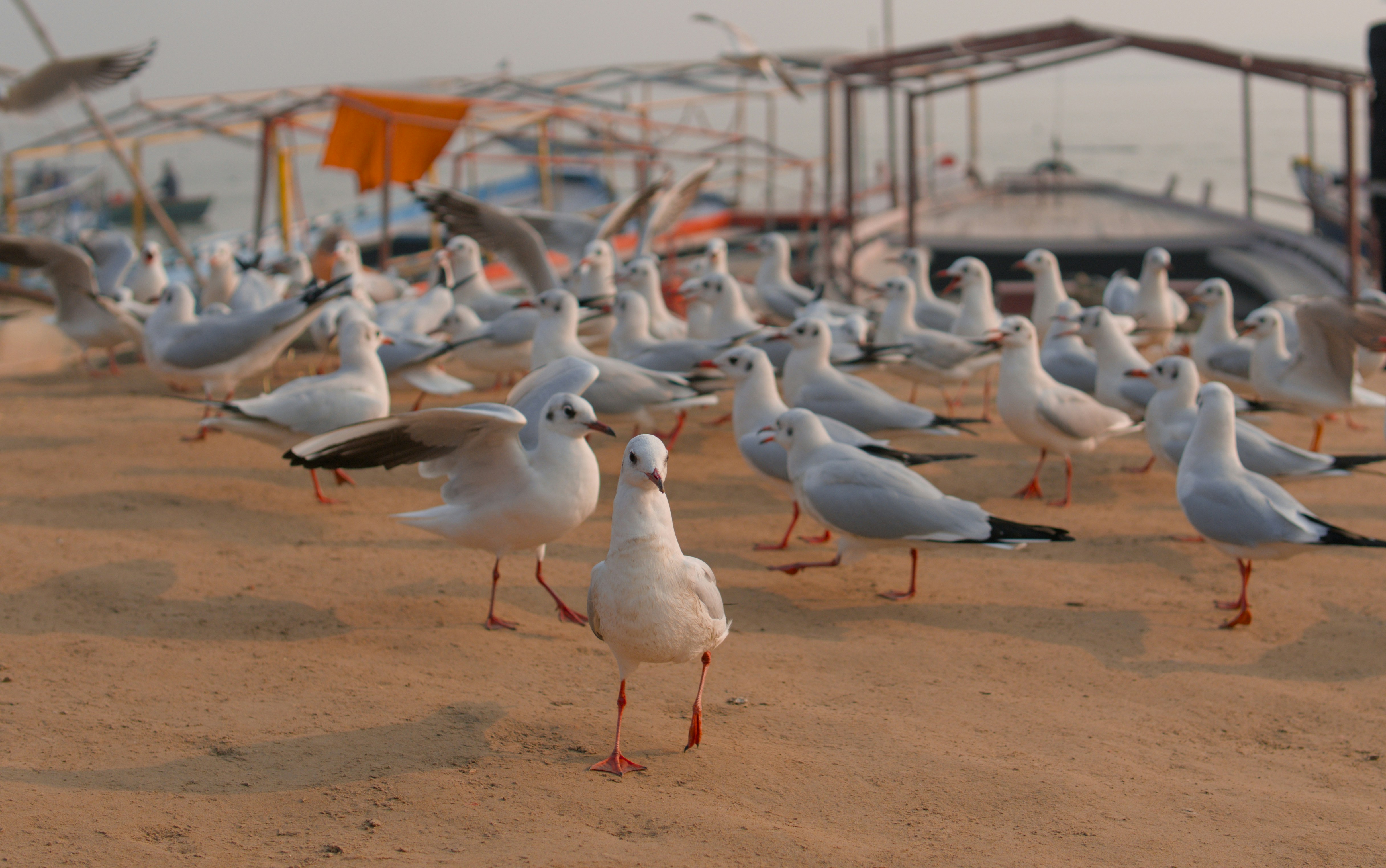 Shoreline Assembly: A Plucky Parade of Seagulls on the Sand