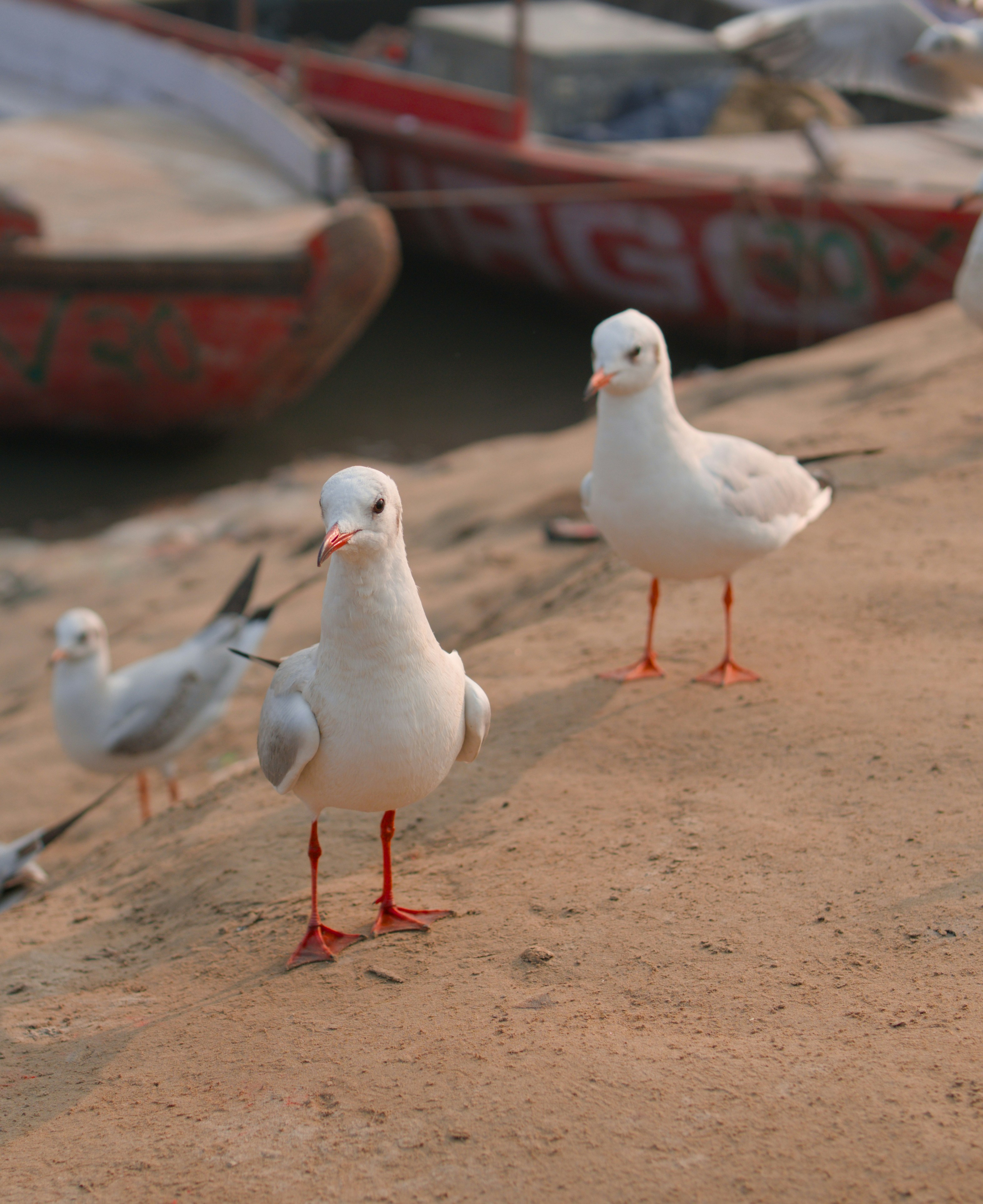 White-footed Seabirds at Dune Edge, Coastal Boats in Background