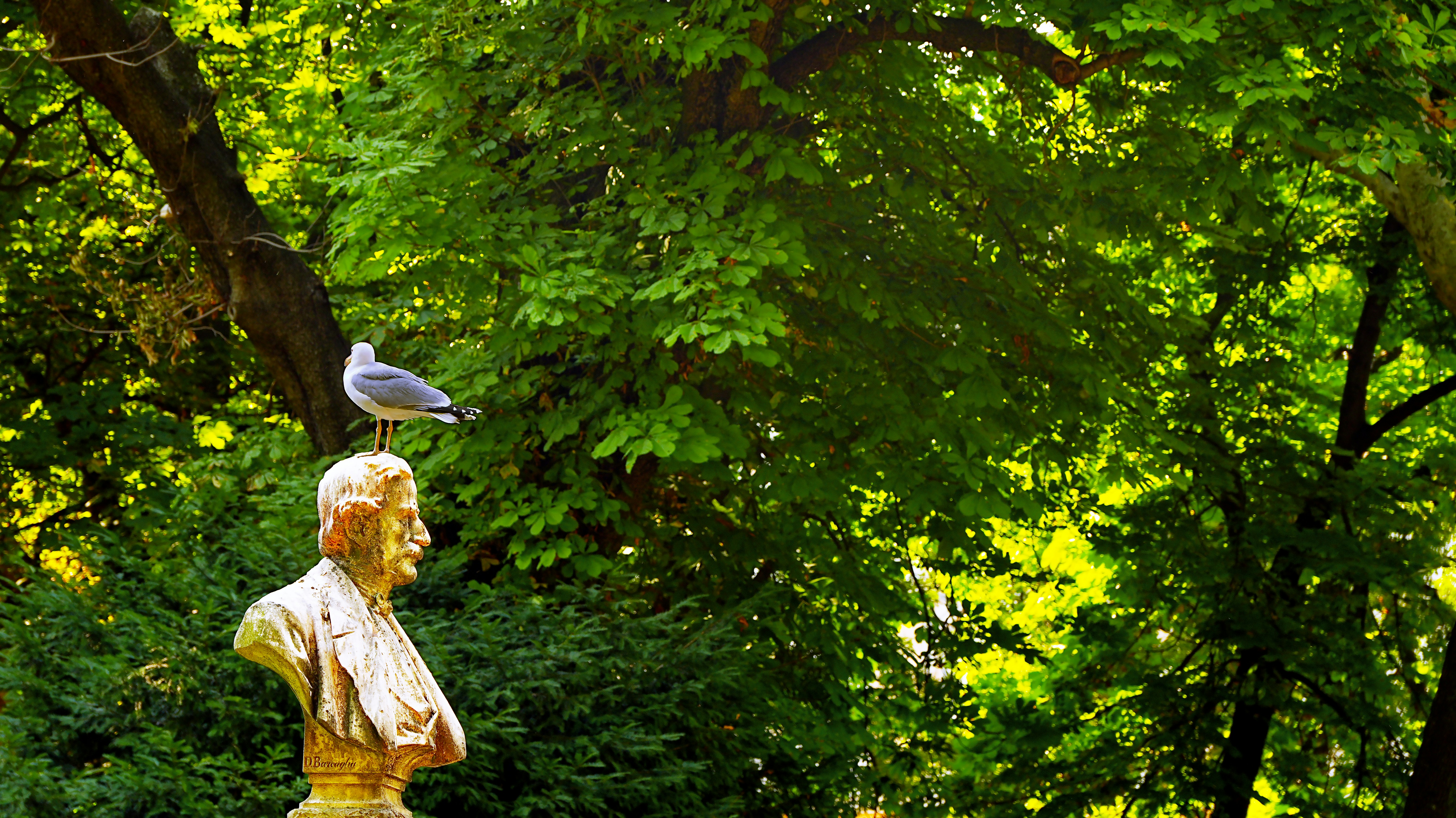 Seated Muse: A Seagull perched atop a stone bust in dappled park light