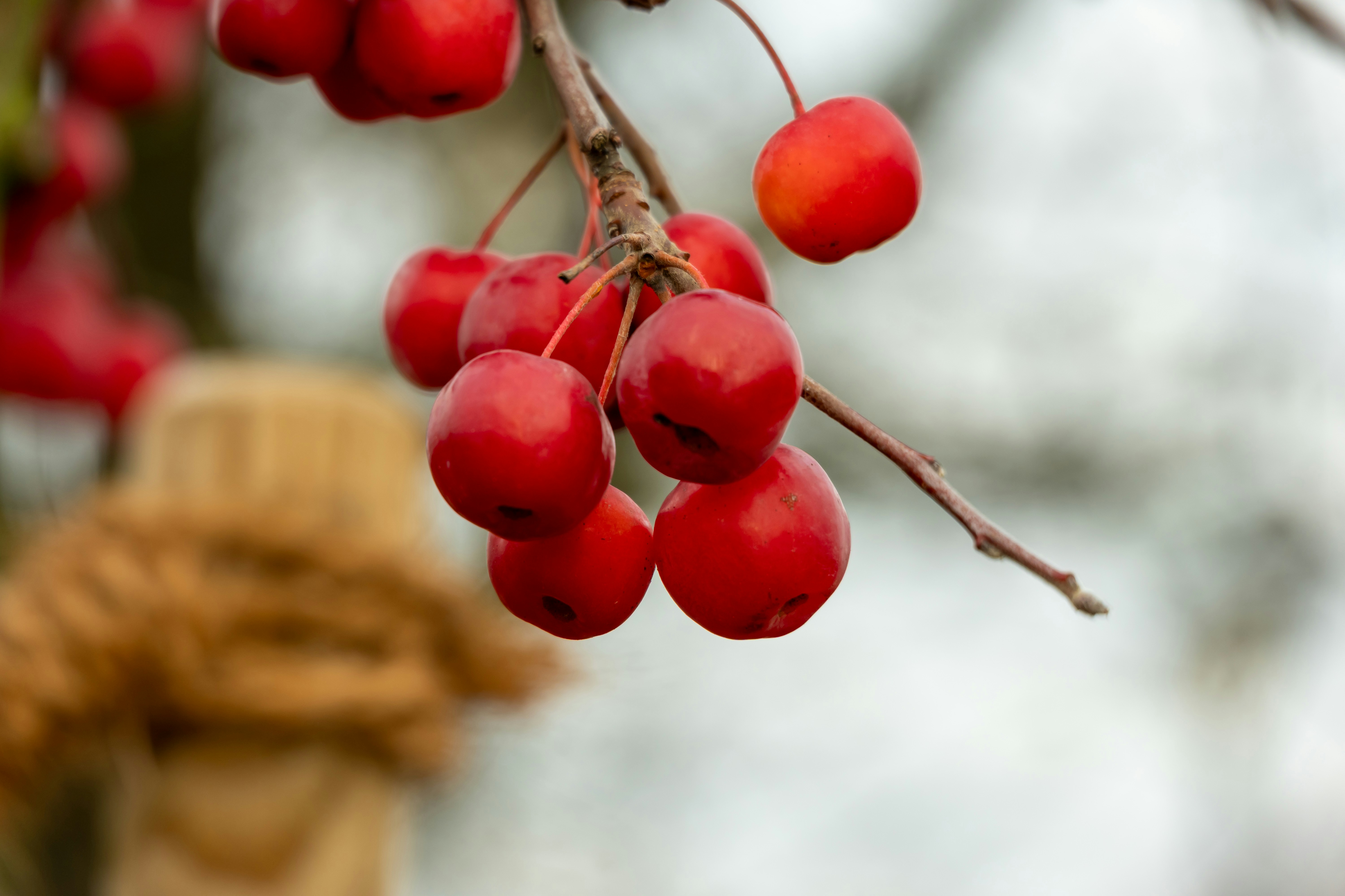 Crimson Berries on a Quiet Branch
