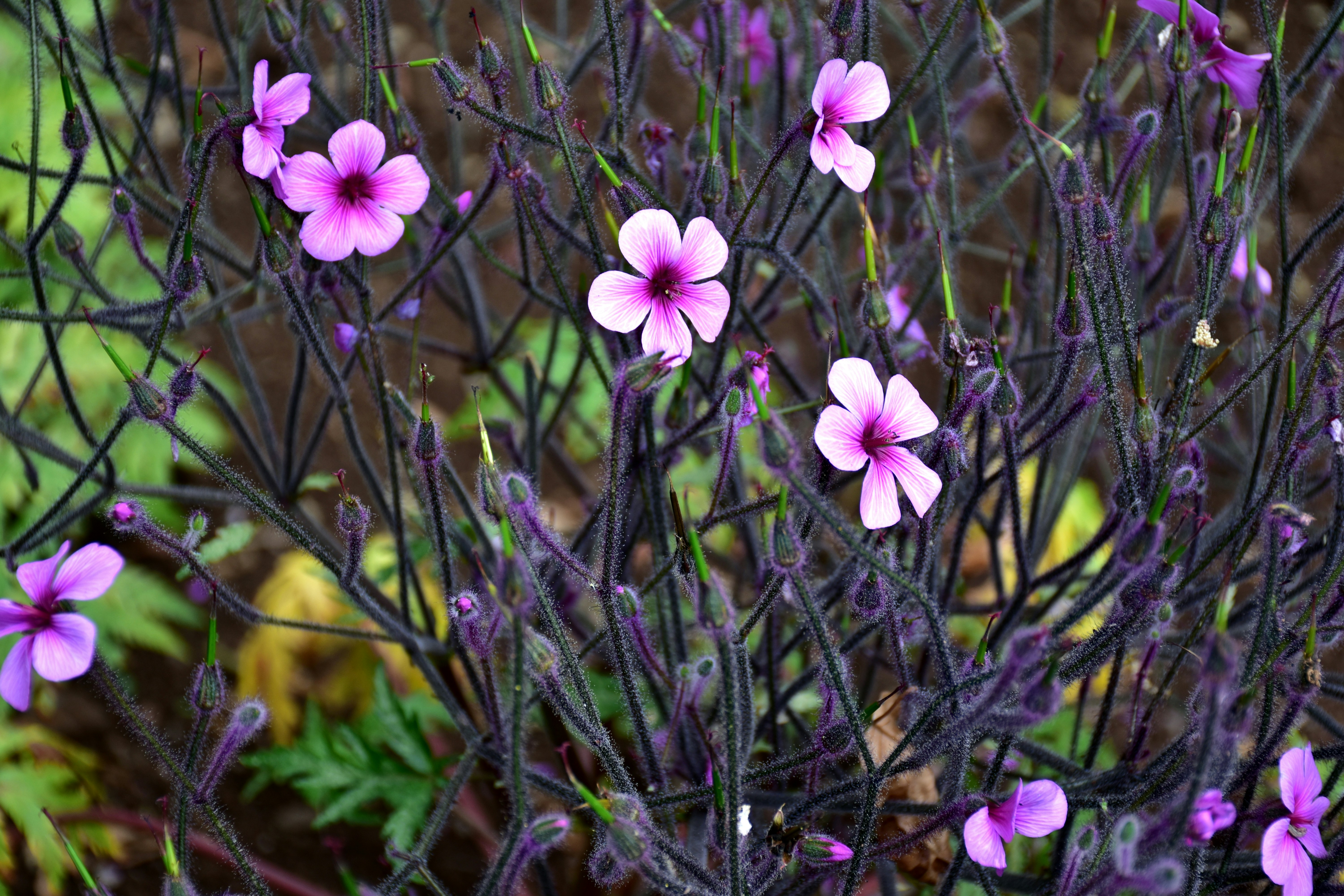 Lavender Threads of Color: Pink Flowers among Dark Purple Stems