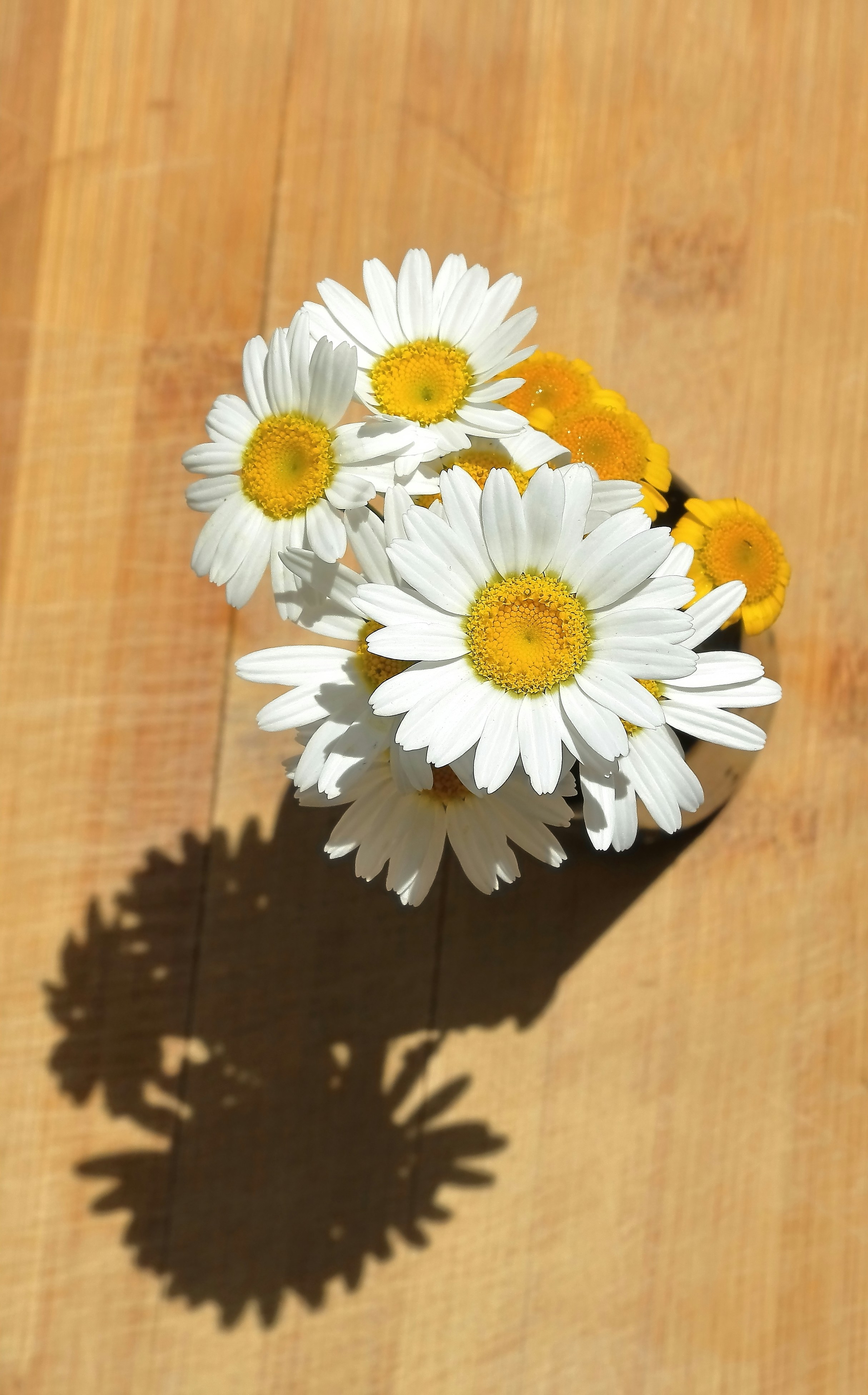 Daisy Bouquet Cast in Sunlit Grain