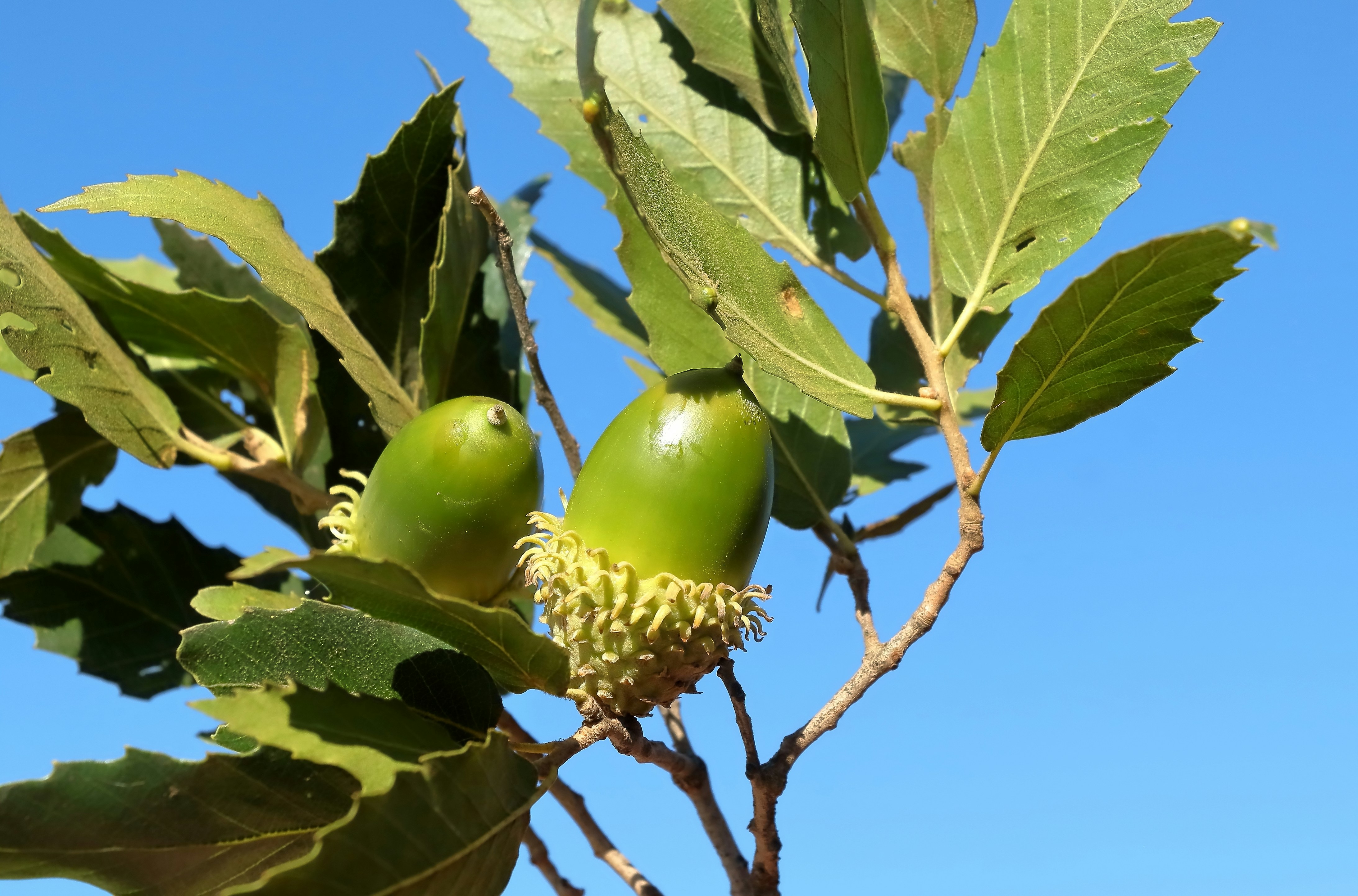 Photo by Mustafa akın with Canon EOS 1300D
