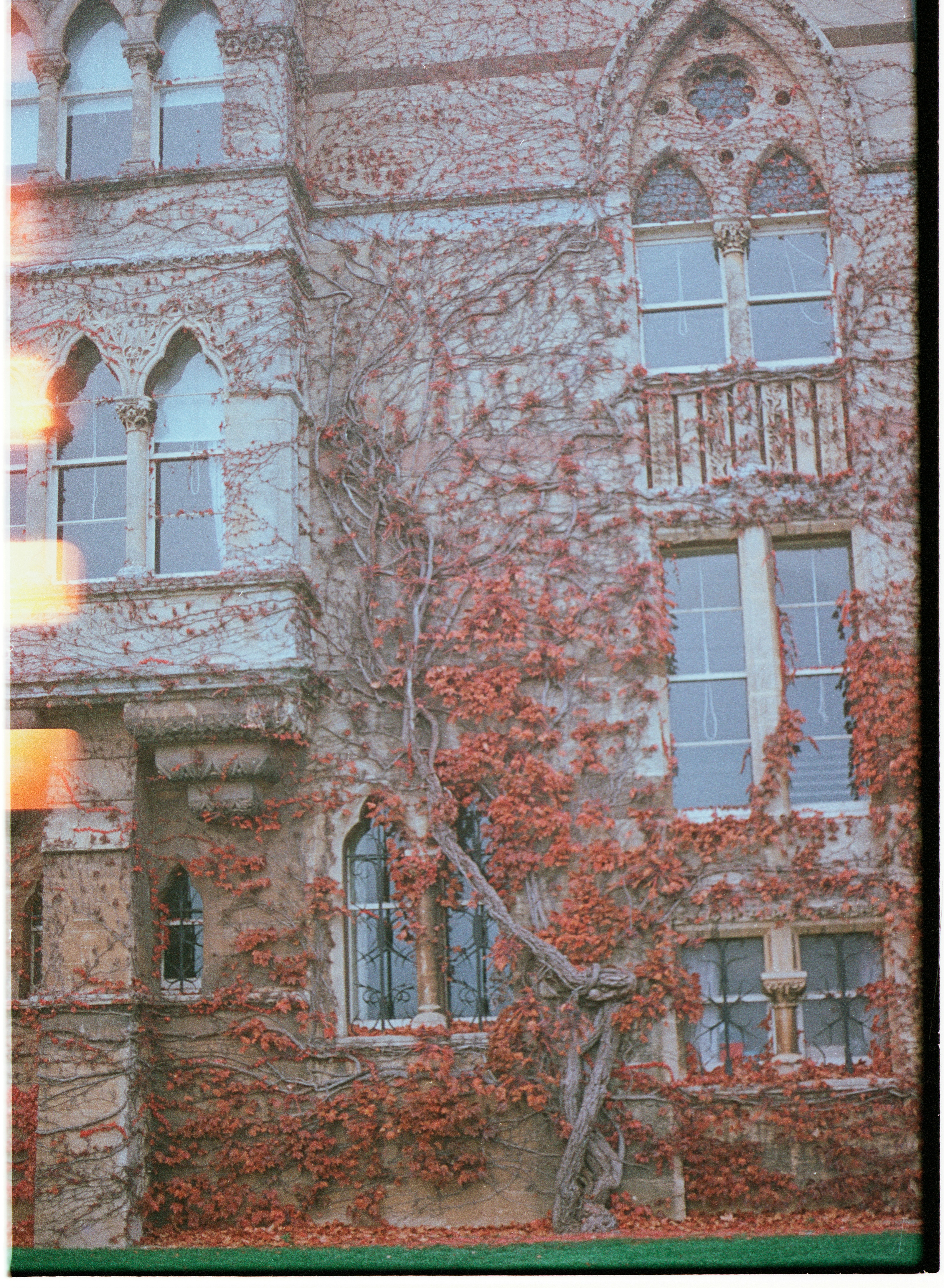 Ivy-Clad Gothic Facade Reaching Toward Dormant Light