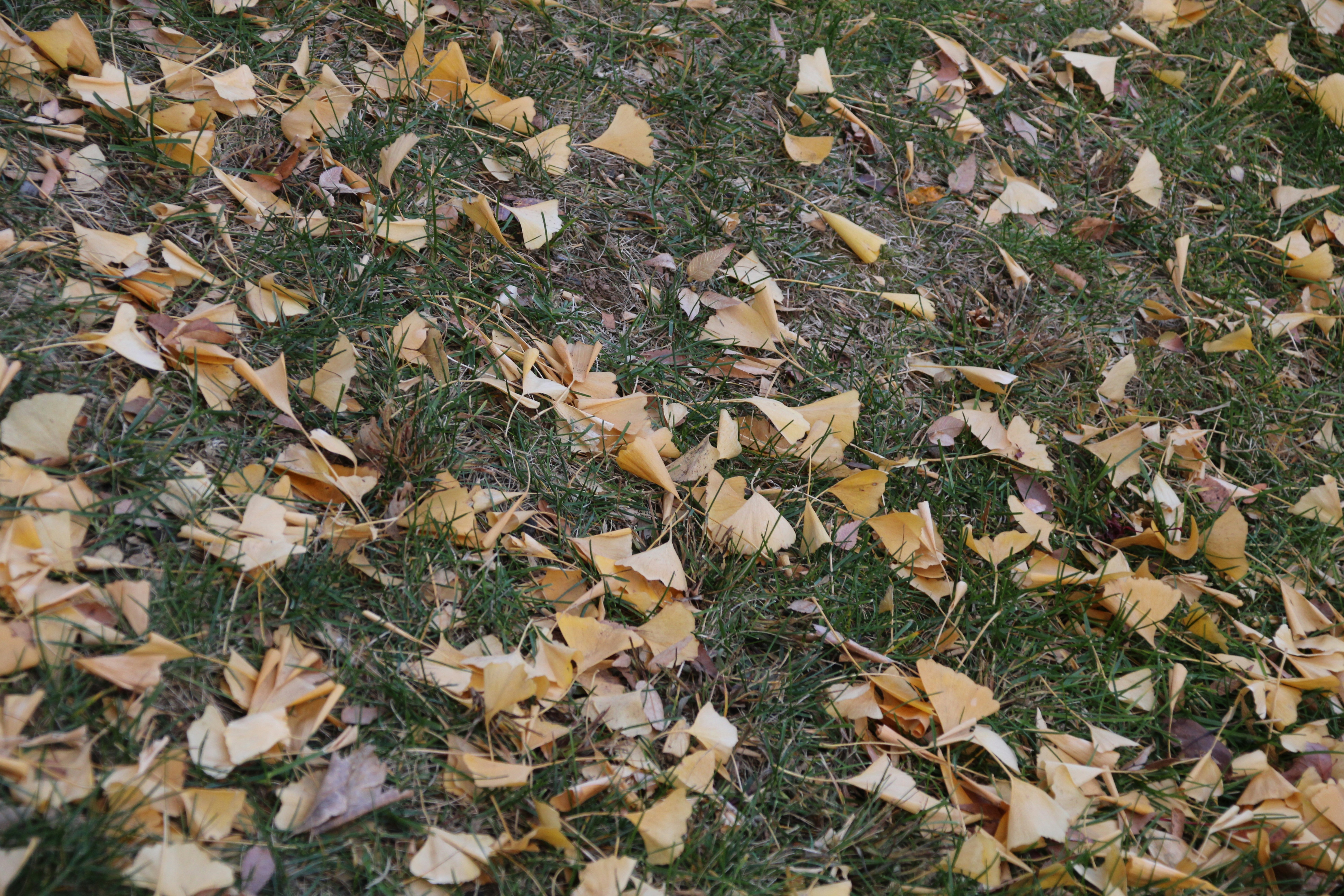 Fallen tree leaves on an unmowed lawn in Pottstown PA during November 2025.