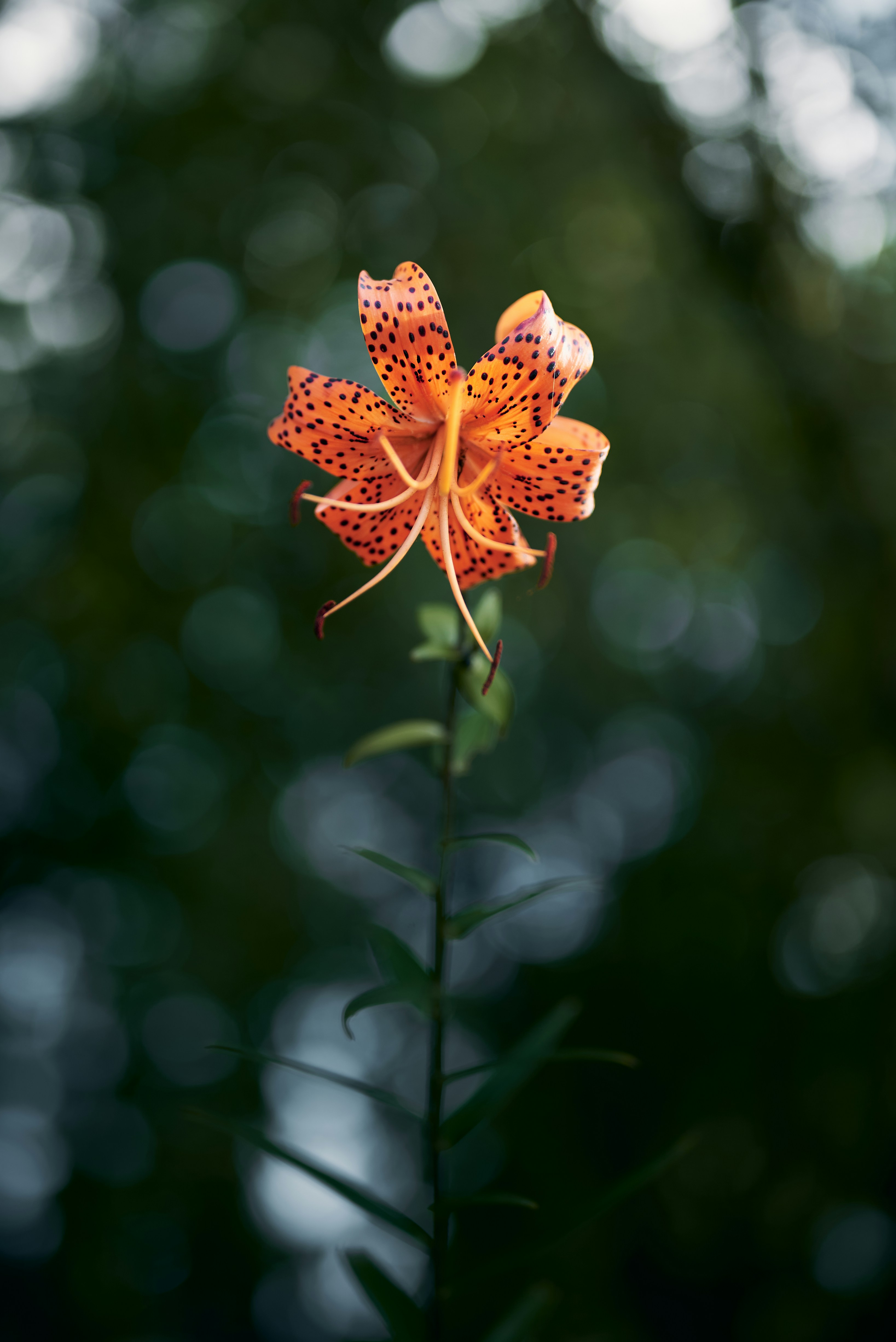 Scarlet Roller Lily Reaching Toward Dappled Light