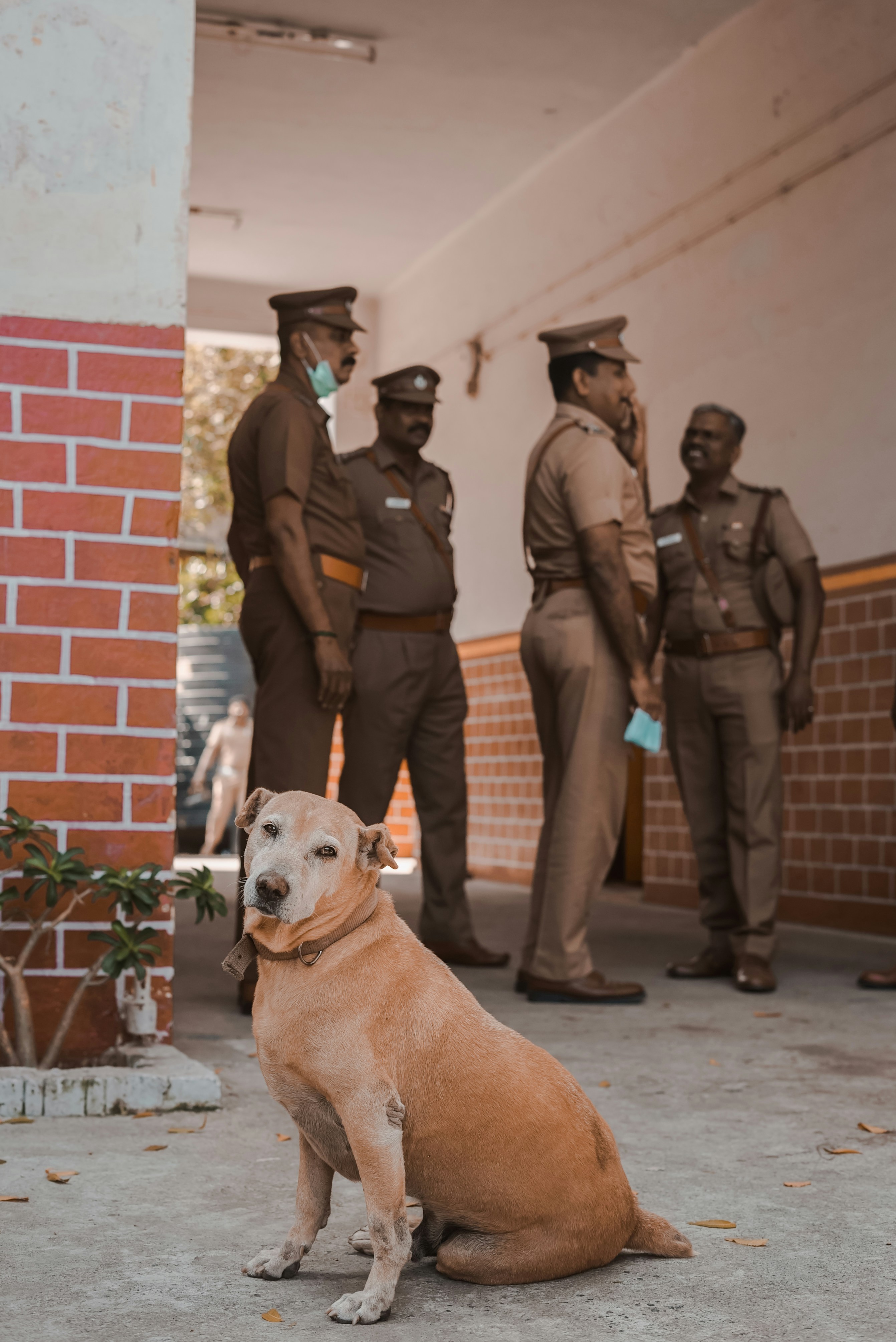Guardians at the Gate: A Loyal Watch by the Corridor