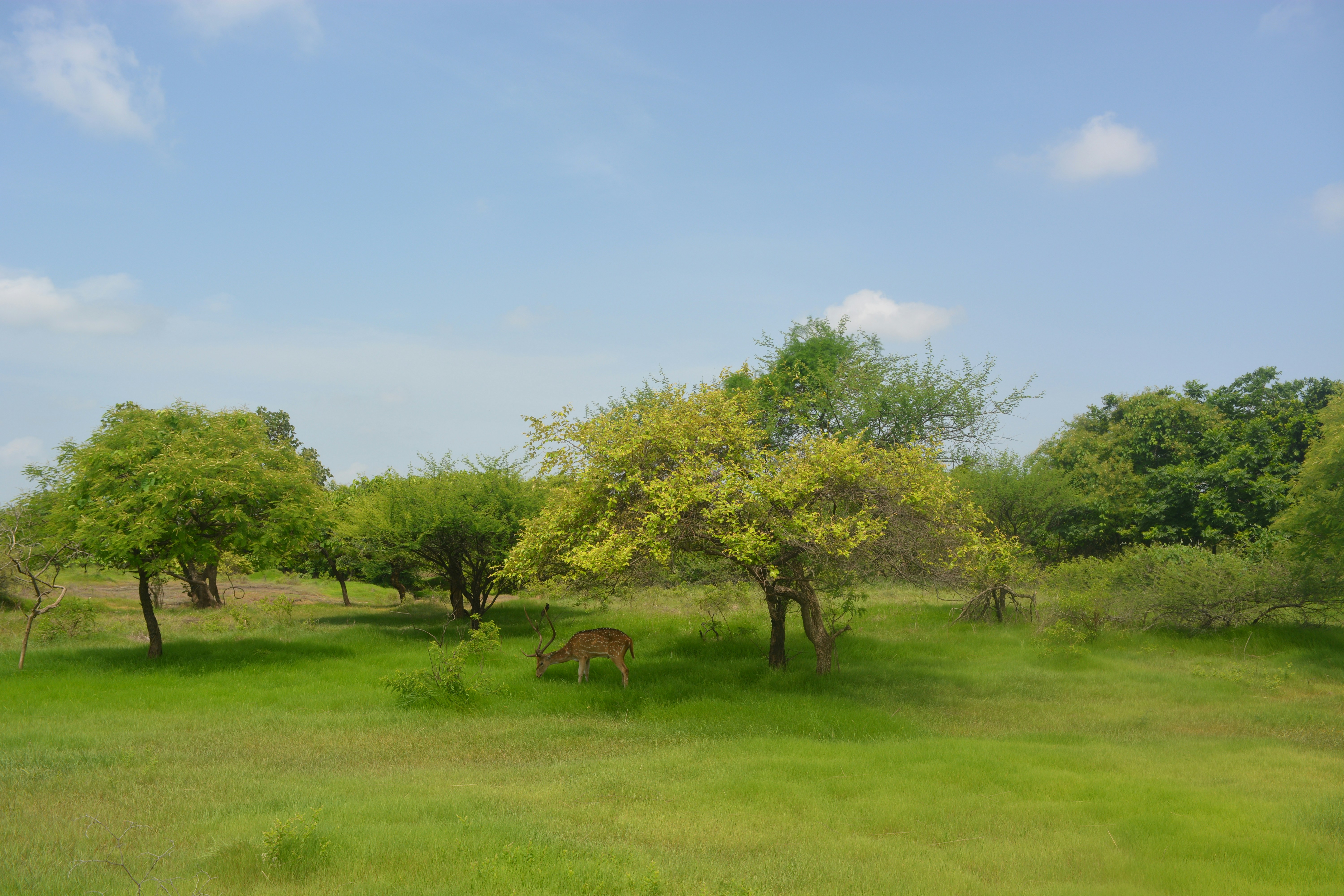 Gentle Grazing under Sunlit Canopy