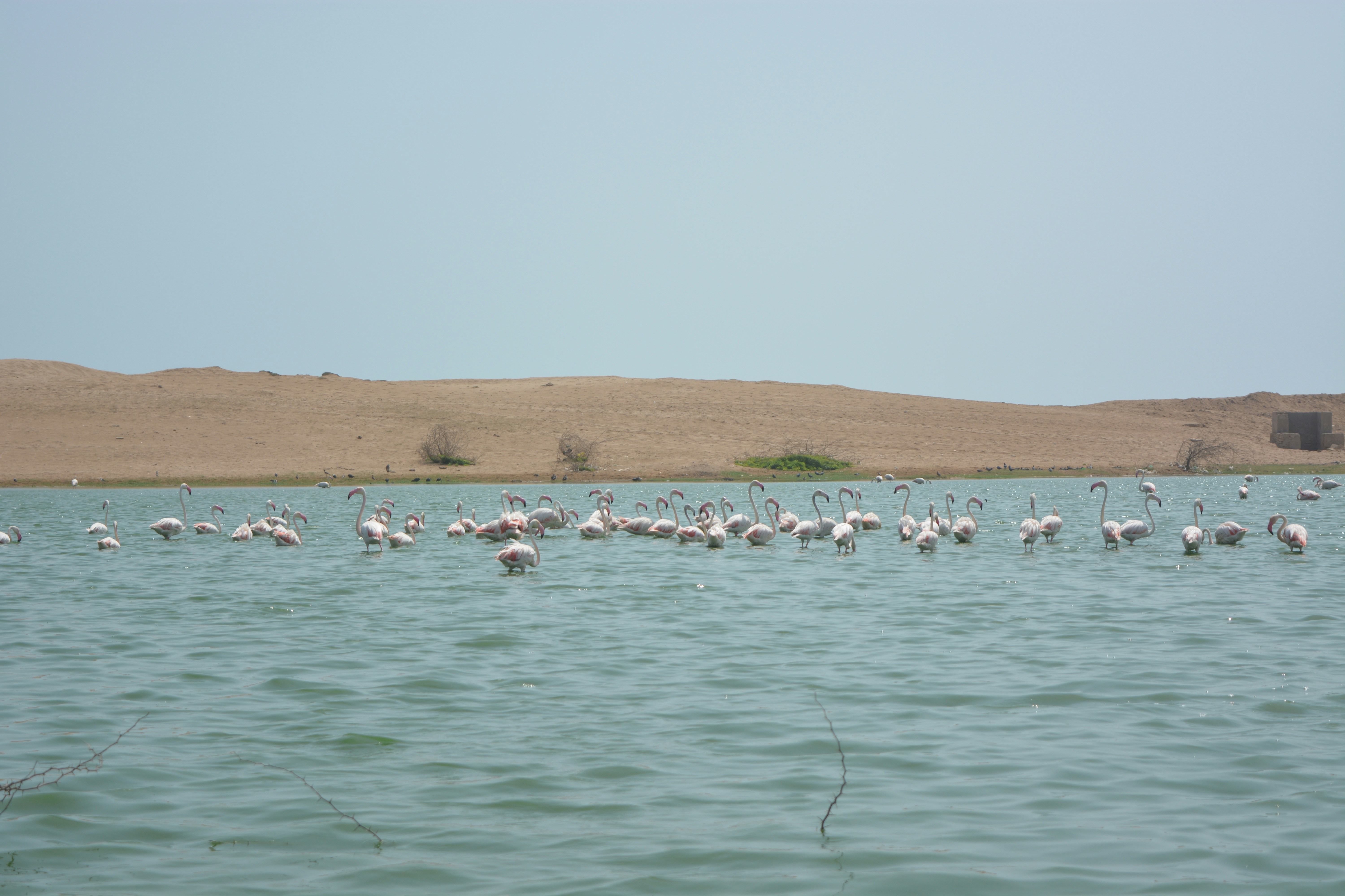 Flamingo Parade at a Desert Oasis