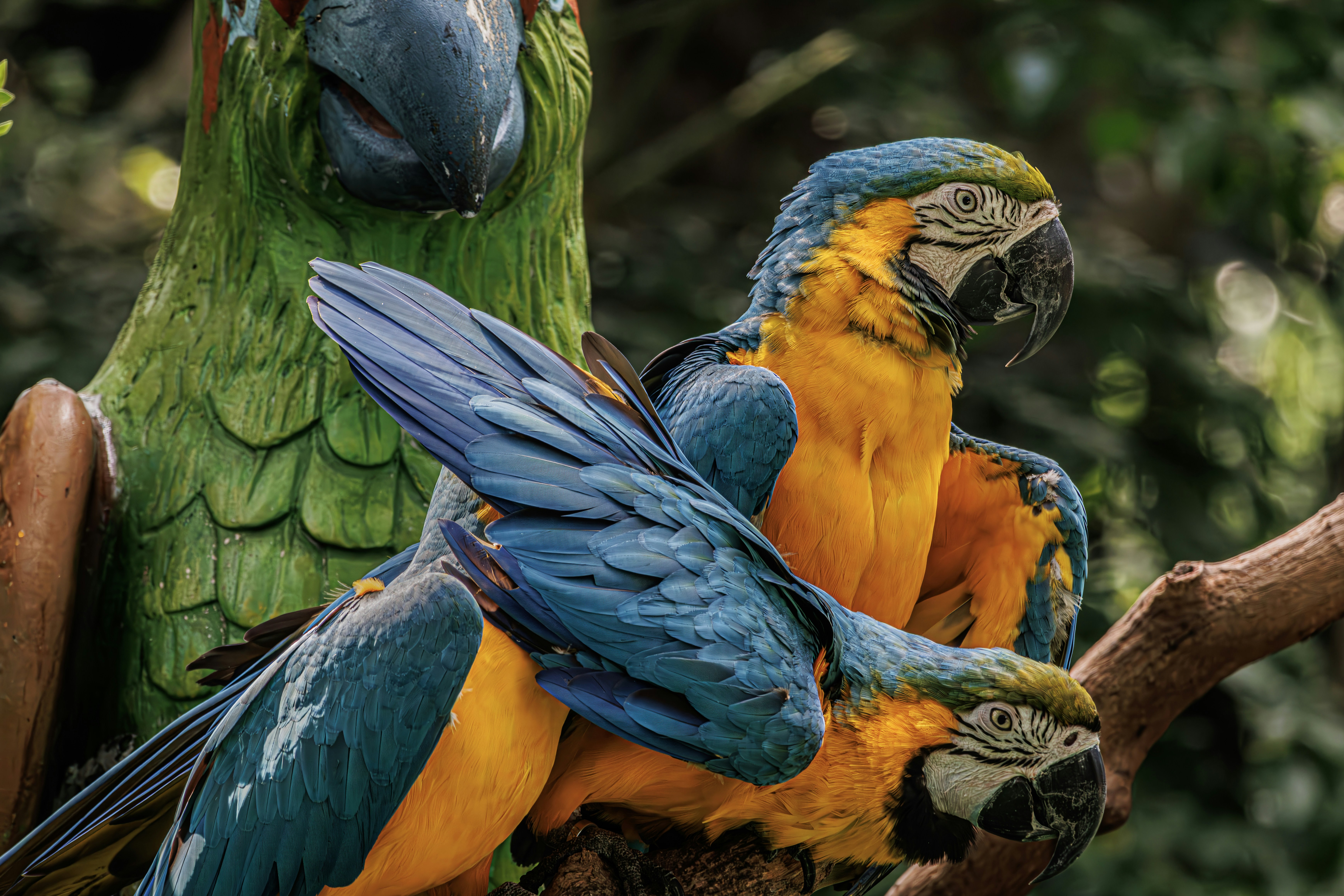 Tangled Portraits: A Pair of Blue-and-Gold Macaws Perched Amid Green Canopy