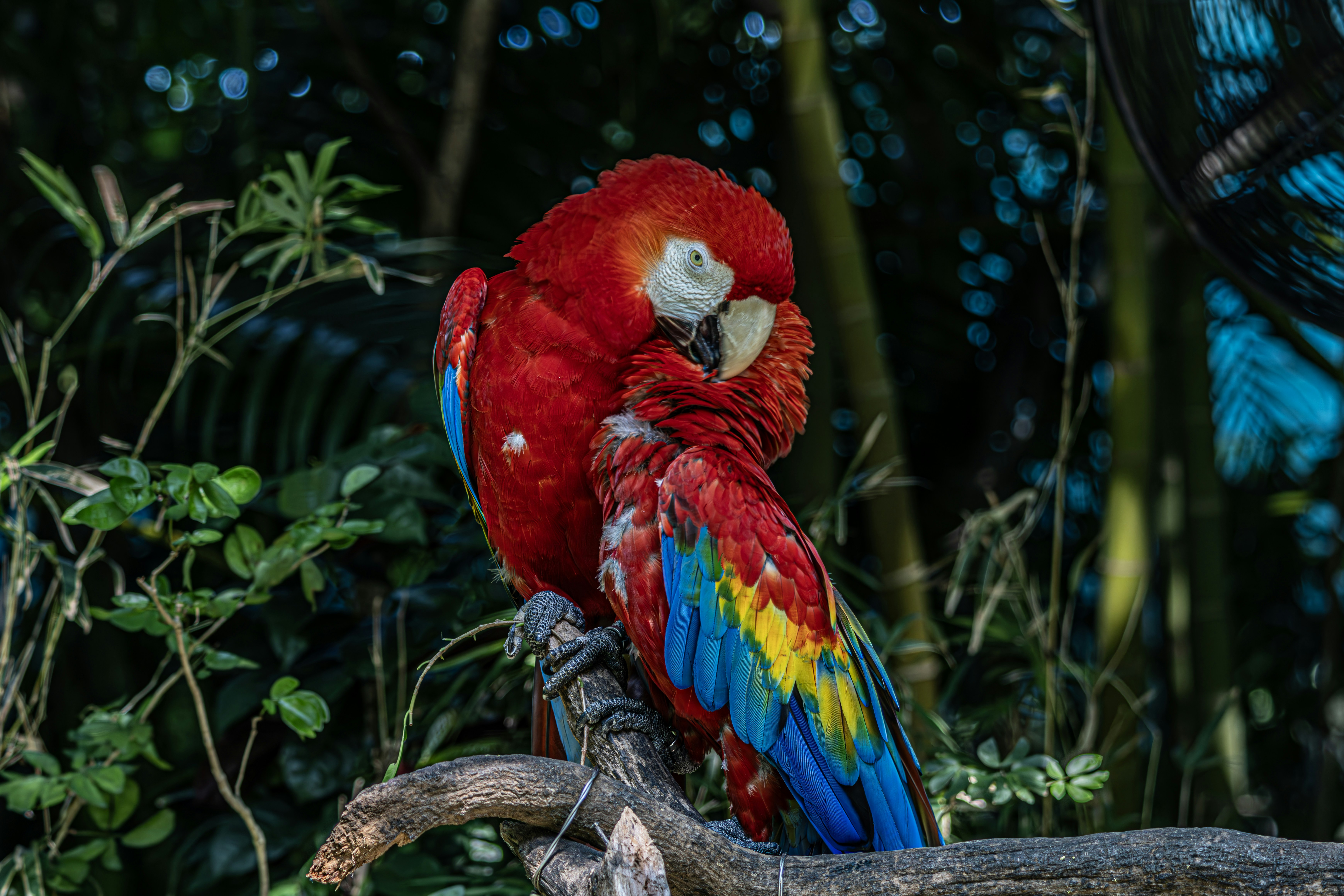 Scarlet Arboreal: A Parrot in Tropical Daze