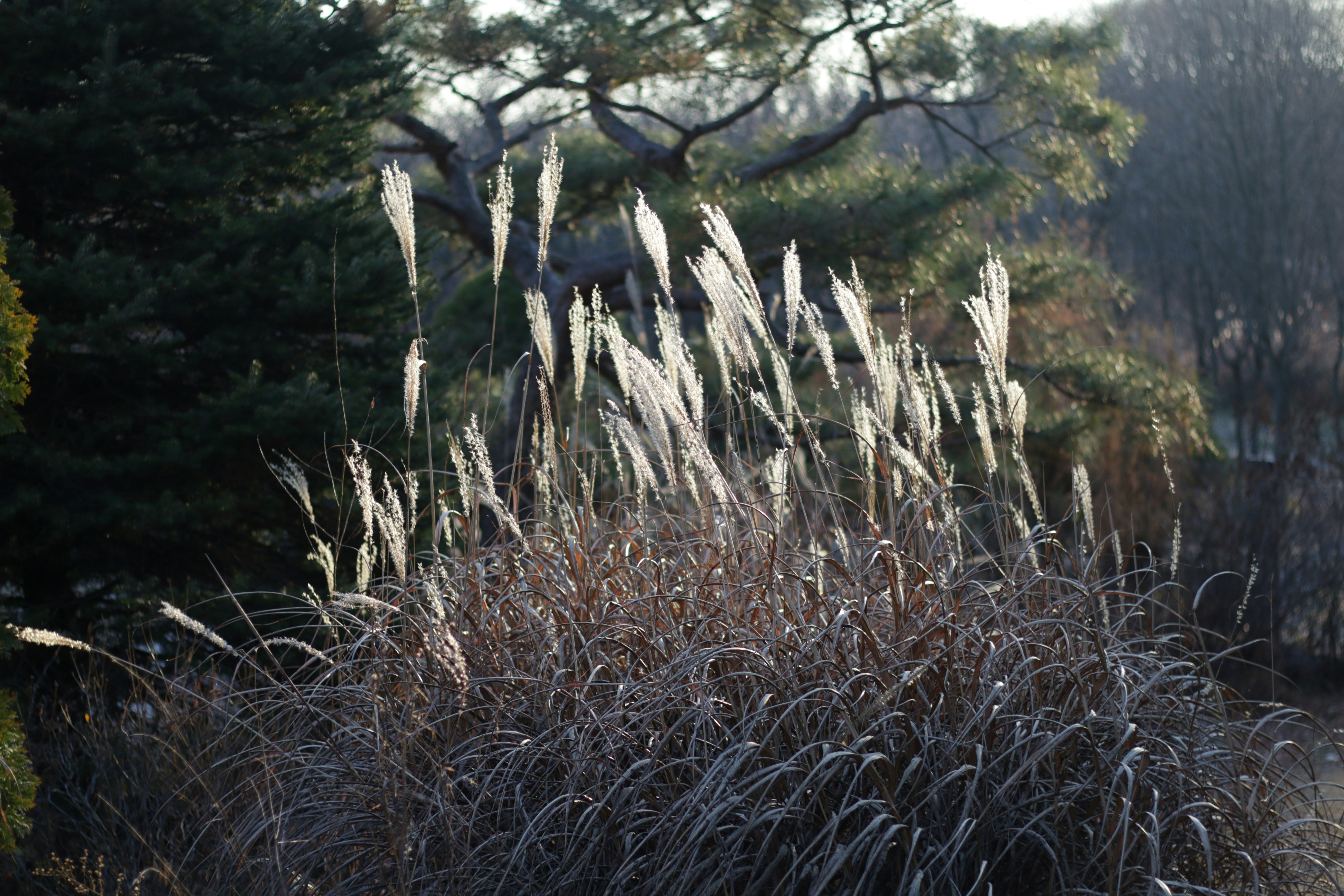 Sunlit plumes amid winter grasses at dusk
