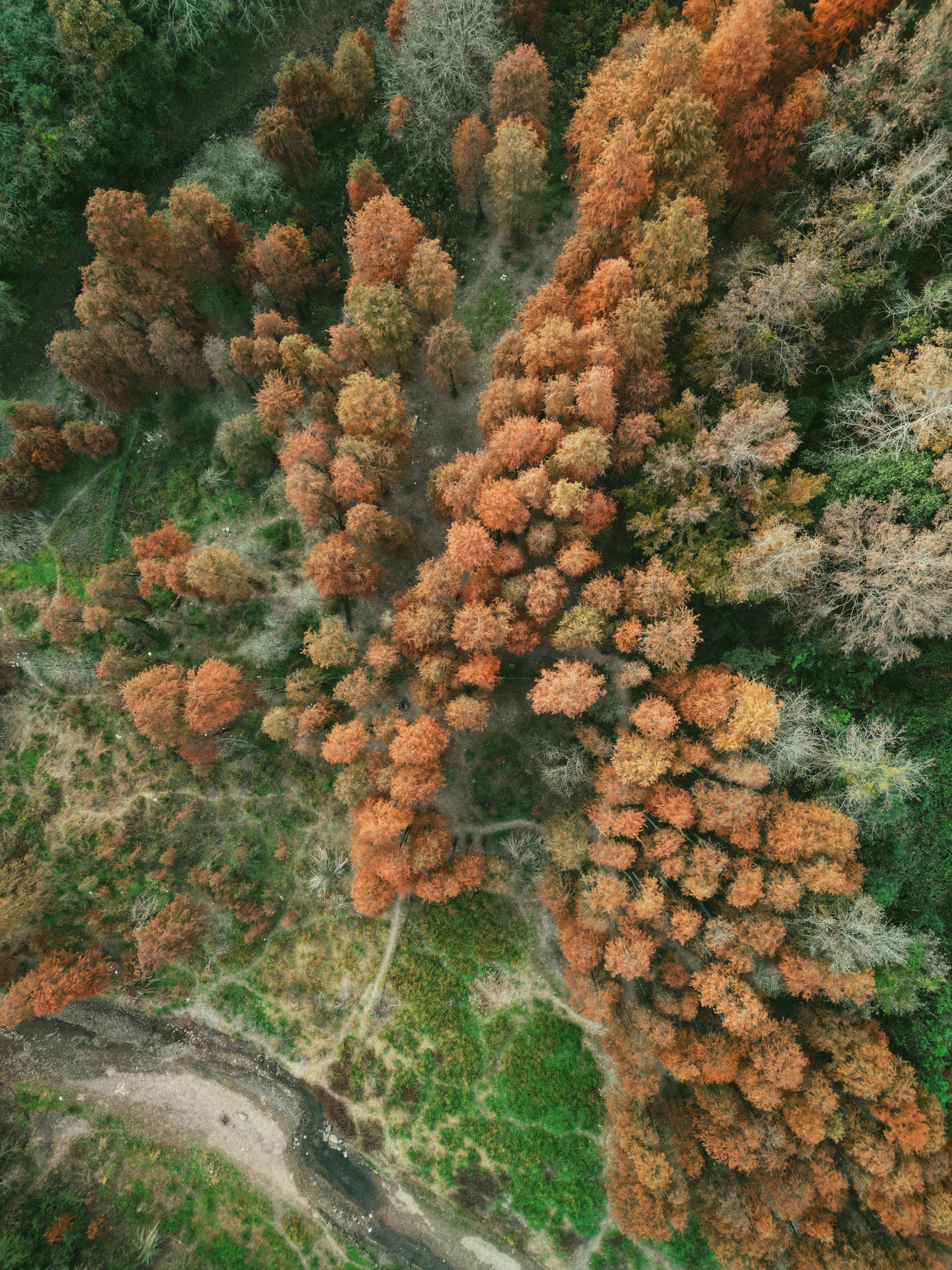 Autumn Canopy from Above: A Winding Forest Quilt