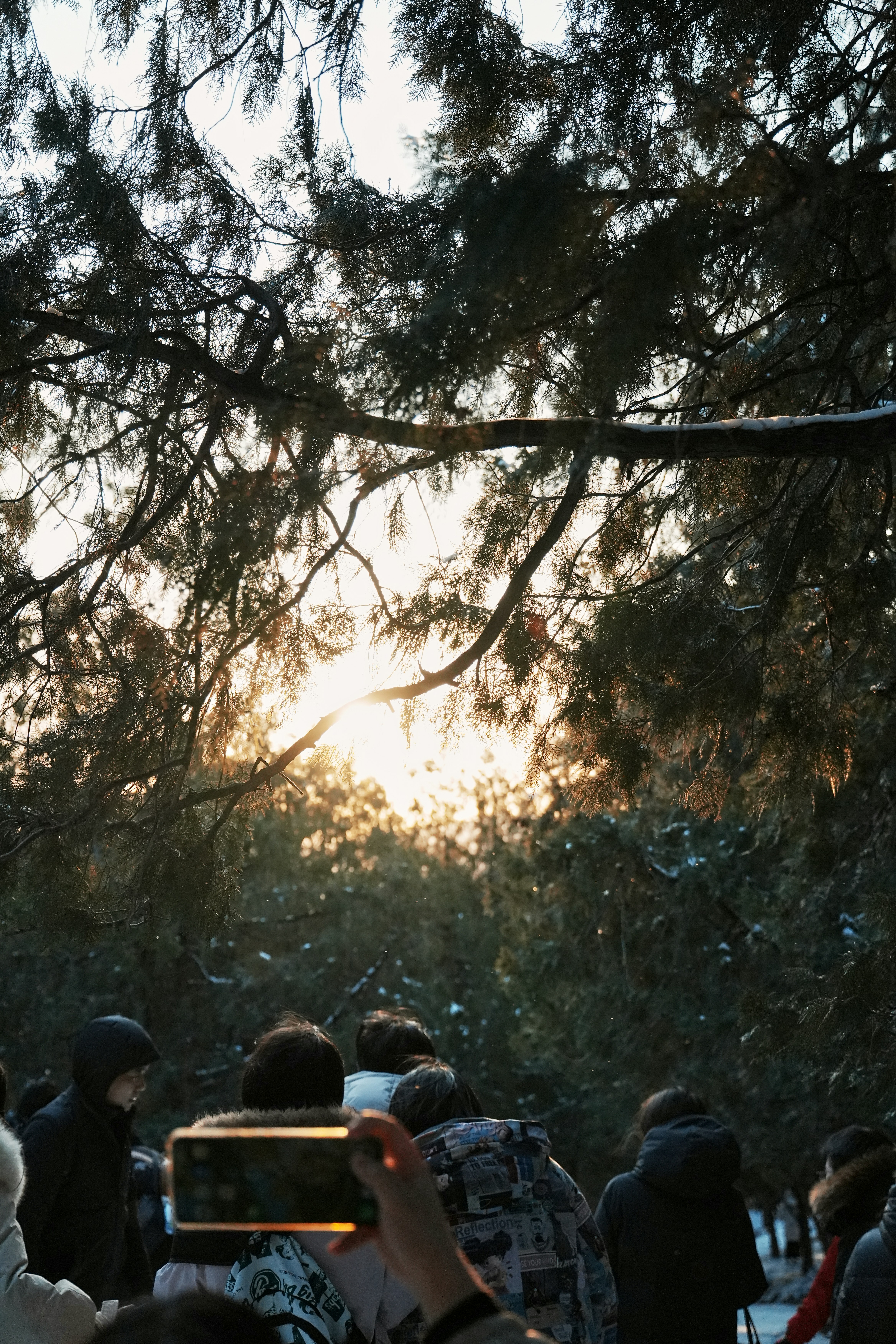 Sunlit canopy over a crowded park: a moment captured in a phone snapshot