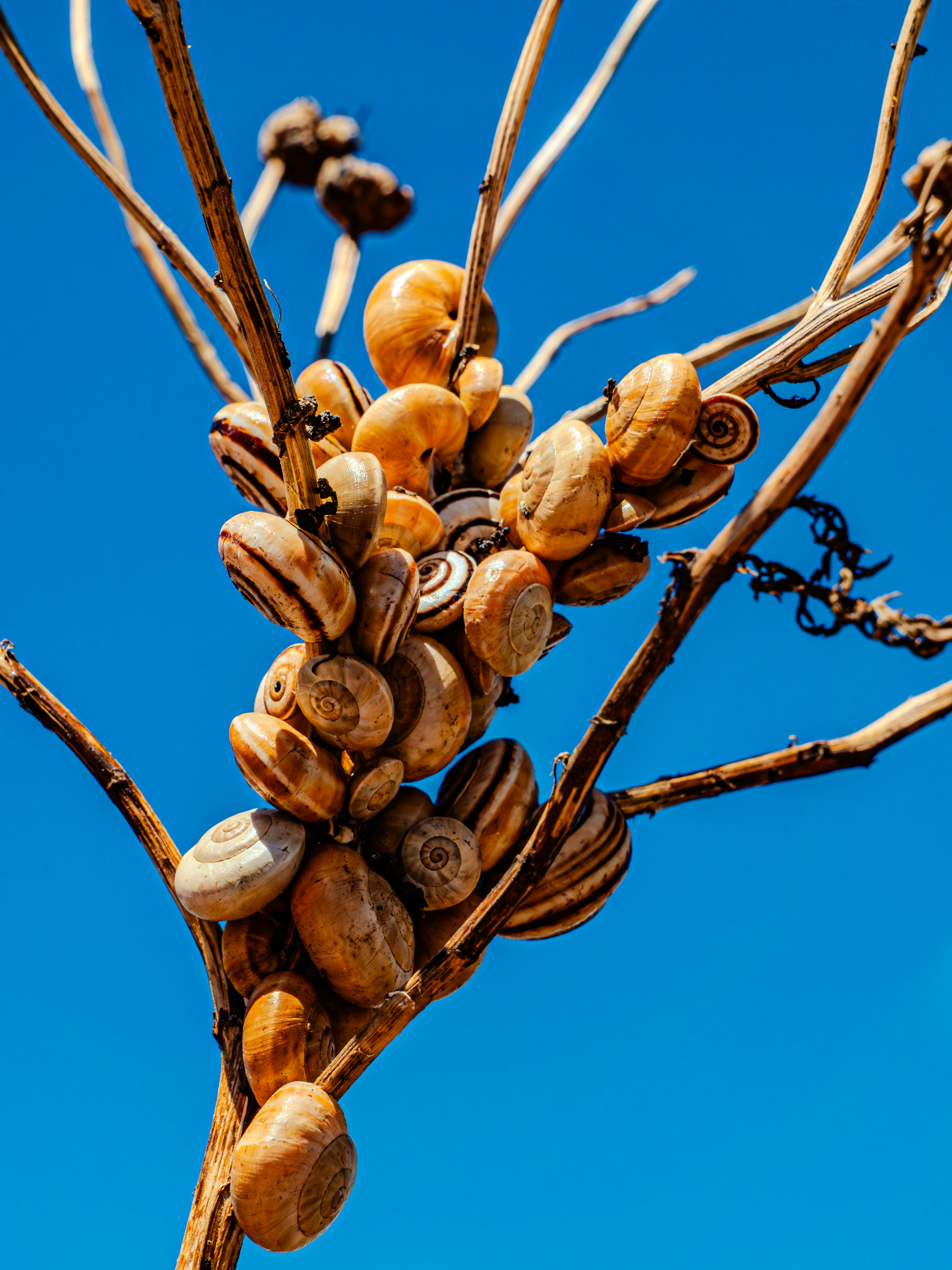 Clutch of shells on sunlit branch against a cobalt sky