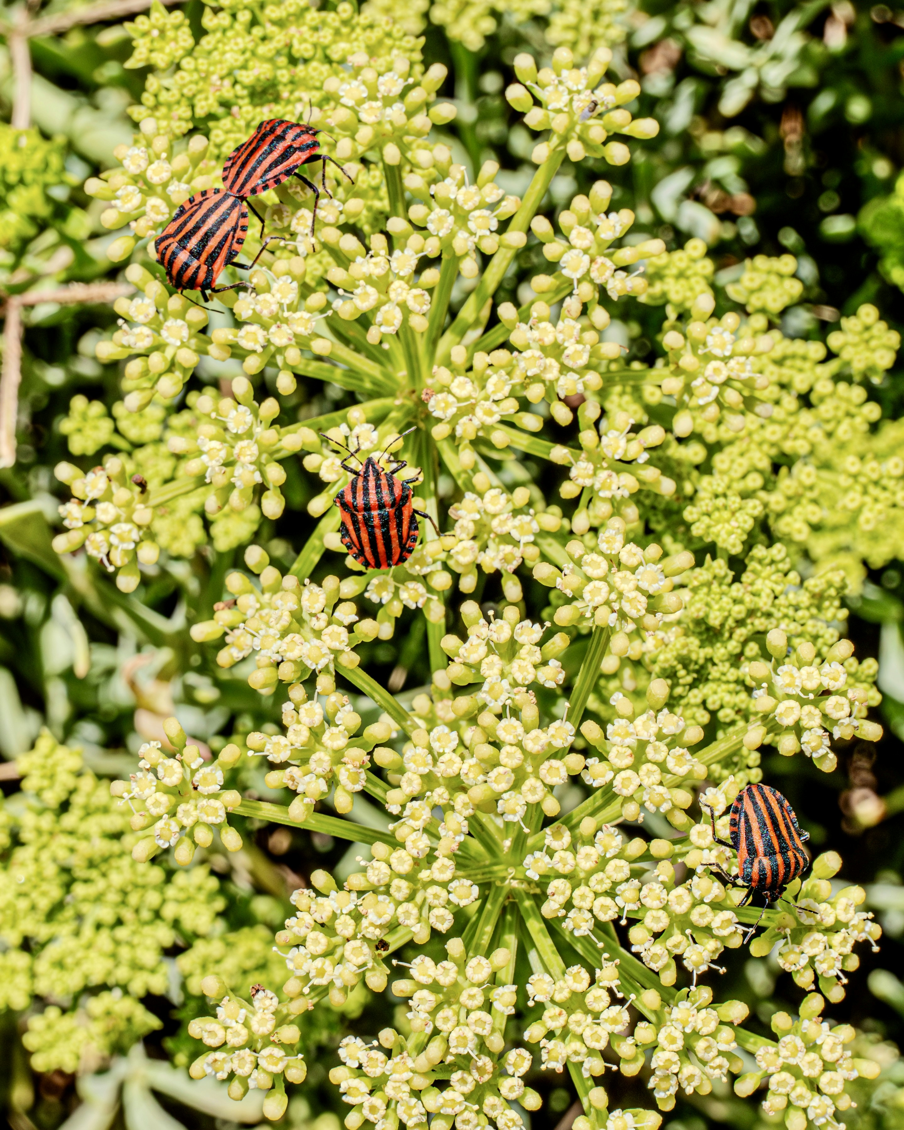 Stripes in Bloom: A Pair of Shield Bugs on Umbellifer Secrets