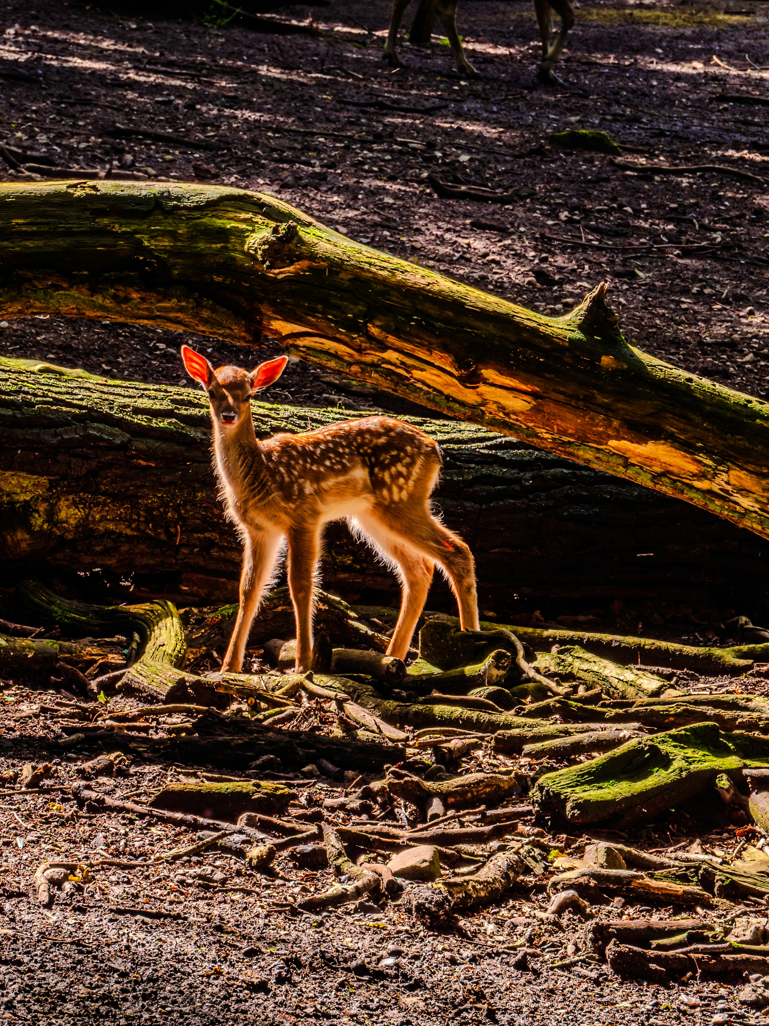 Fawn in a sunlit woodland alcove under fallen timber
