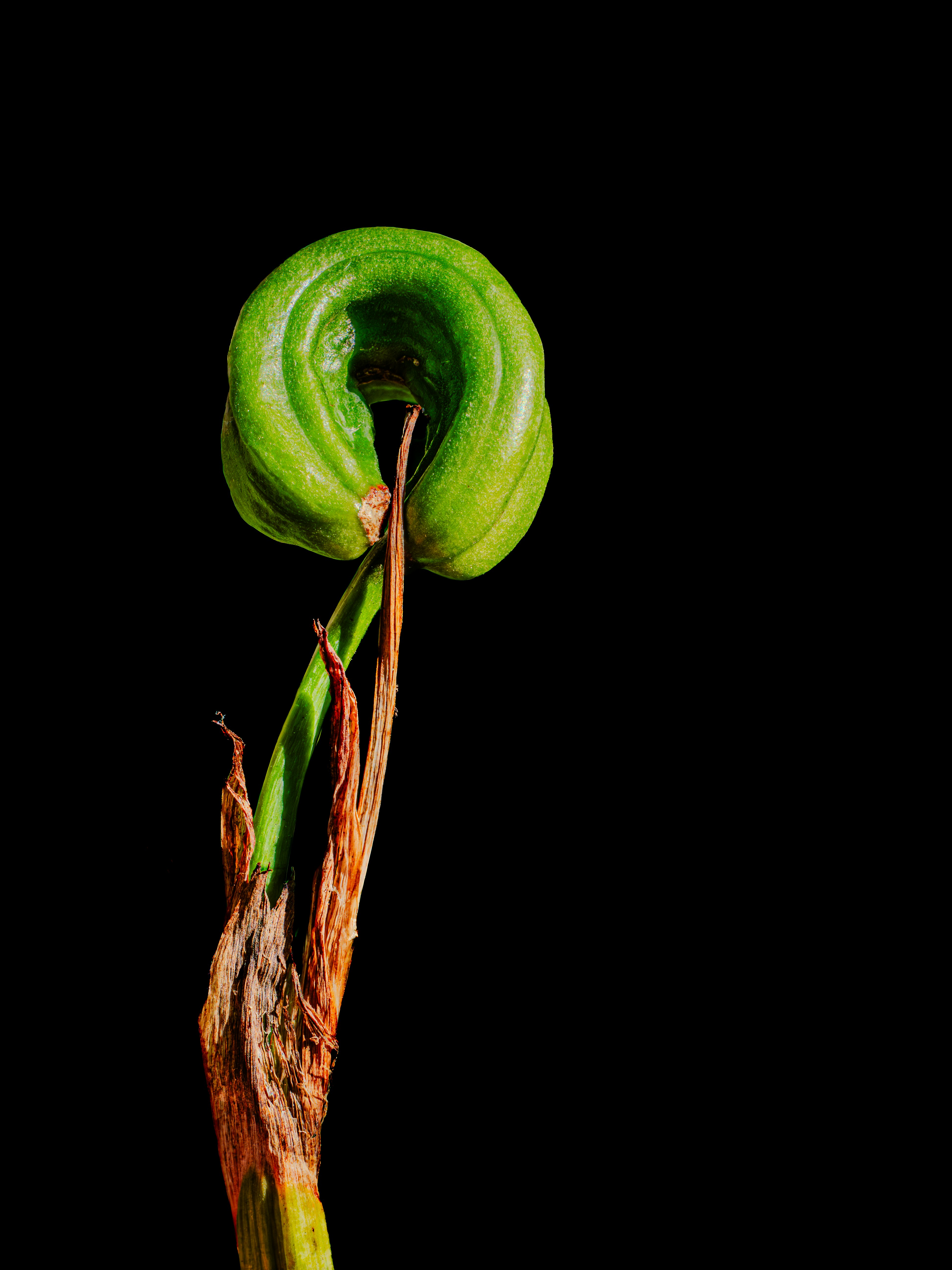 Emerald Spiral: a green pepper curled over a withered stem against obsidian backdrop