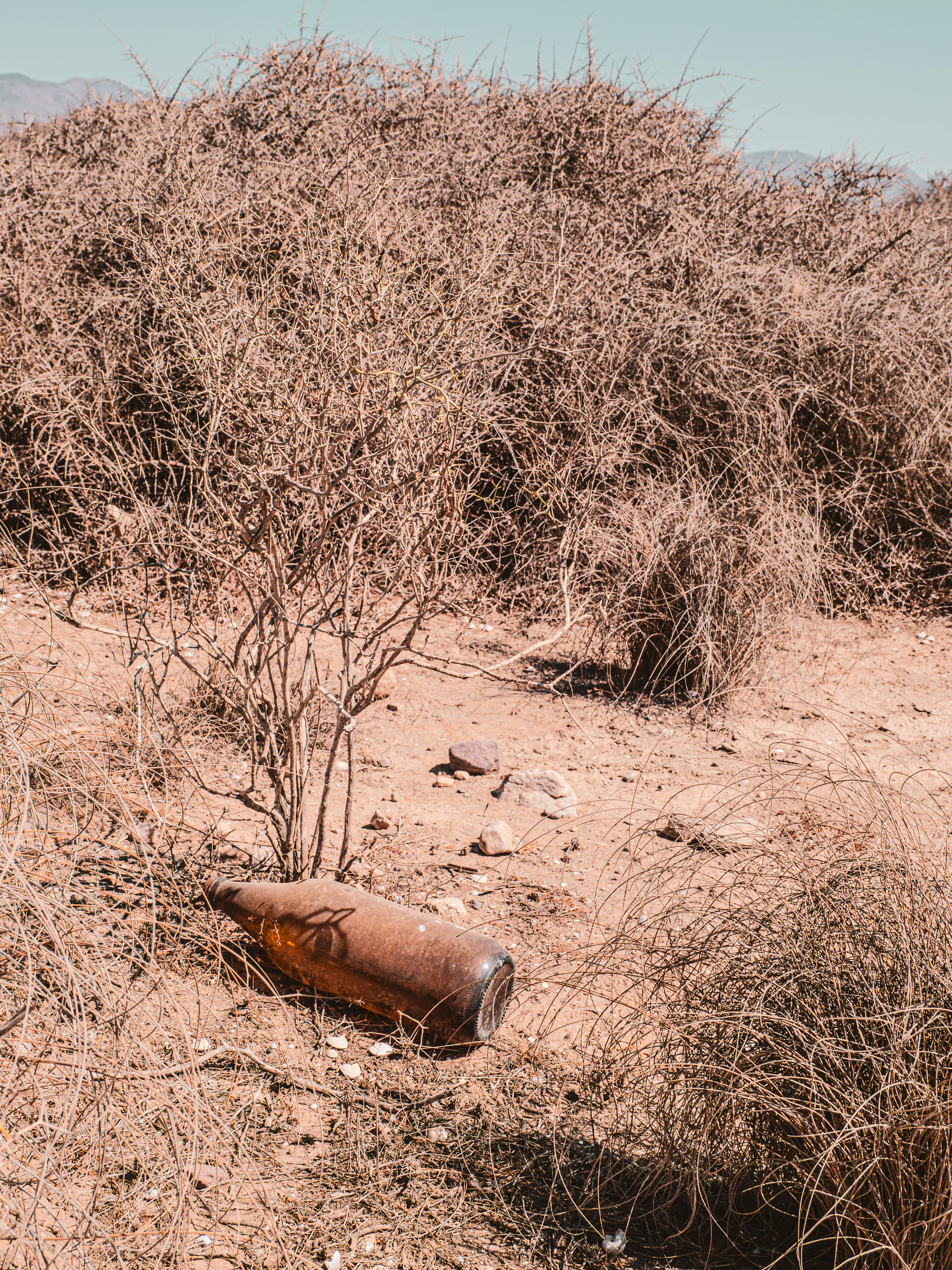 an empty bottle lying in a shrubby desert