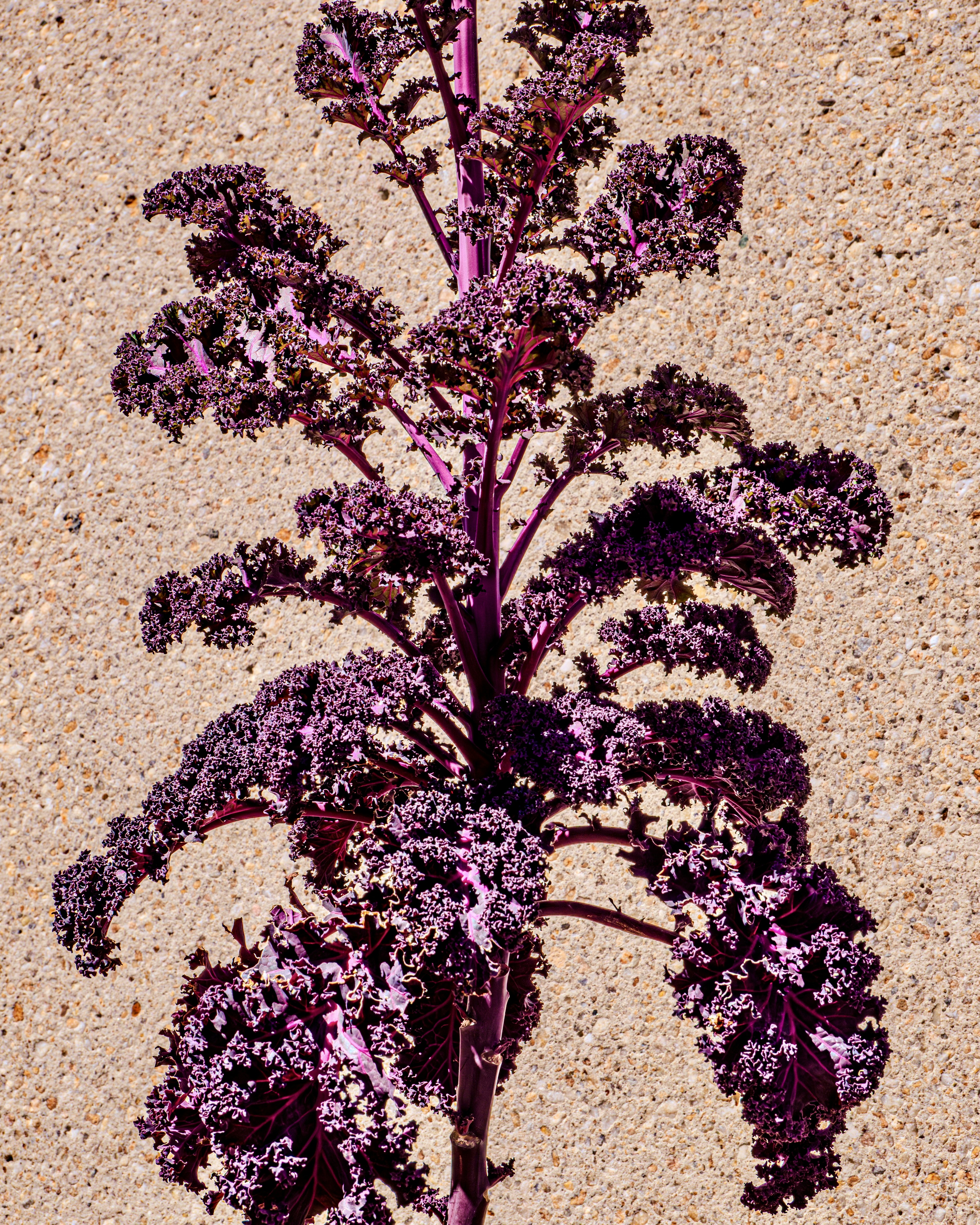 ornamental kale plant