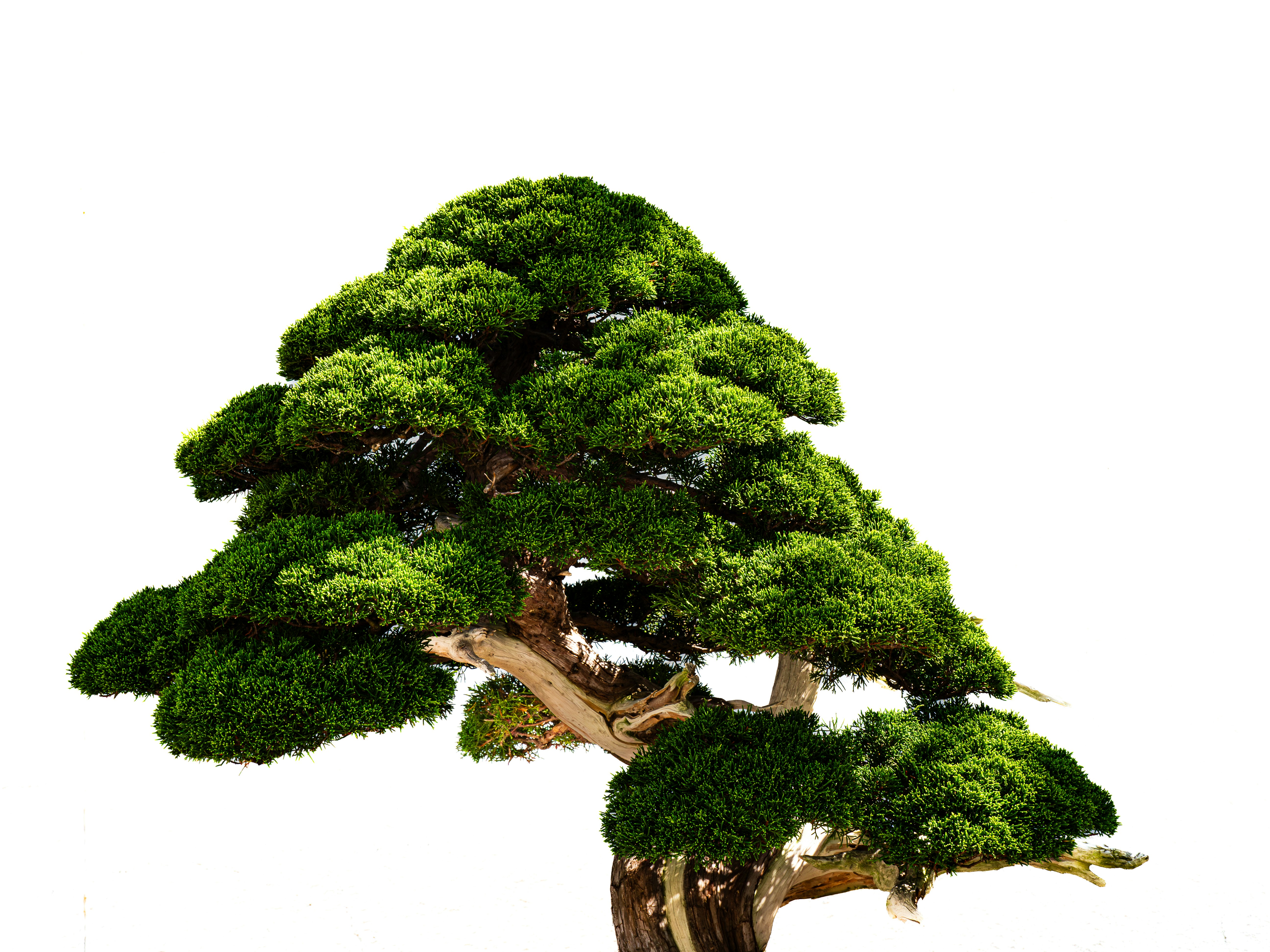 Century Bonsai: Green Cloud Against White
