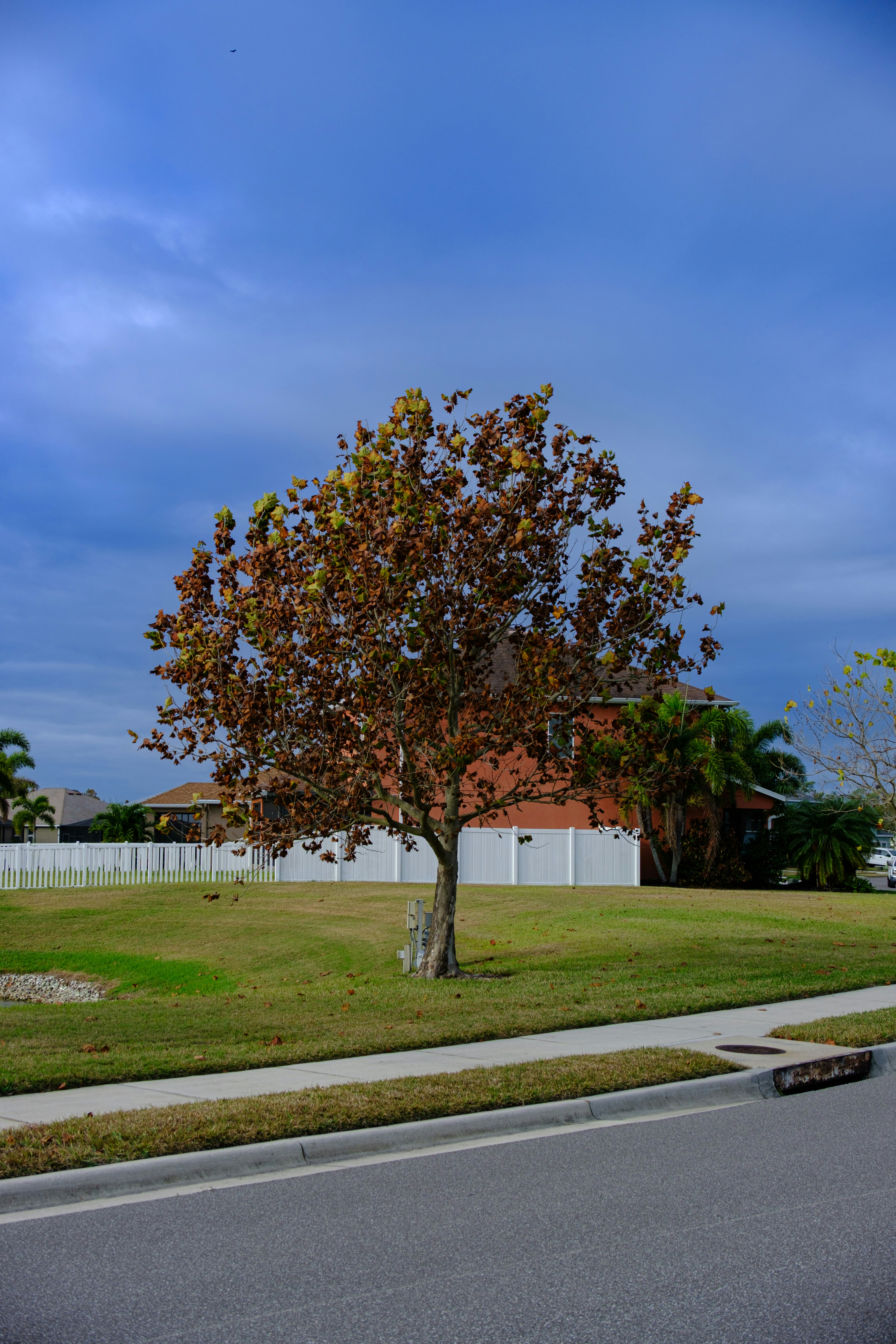 Solitary Foliage Framed by Suburban Quiet