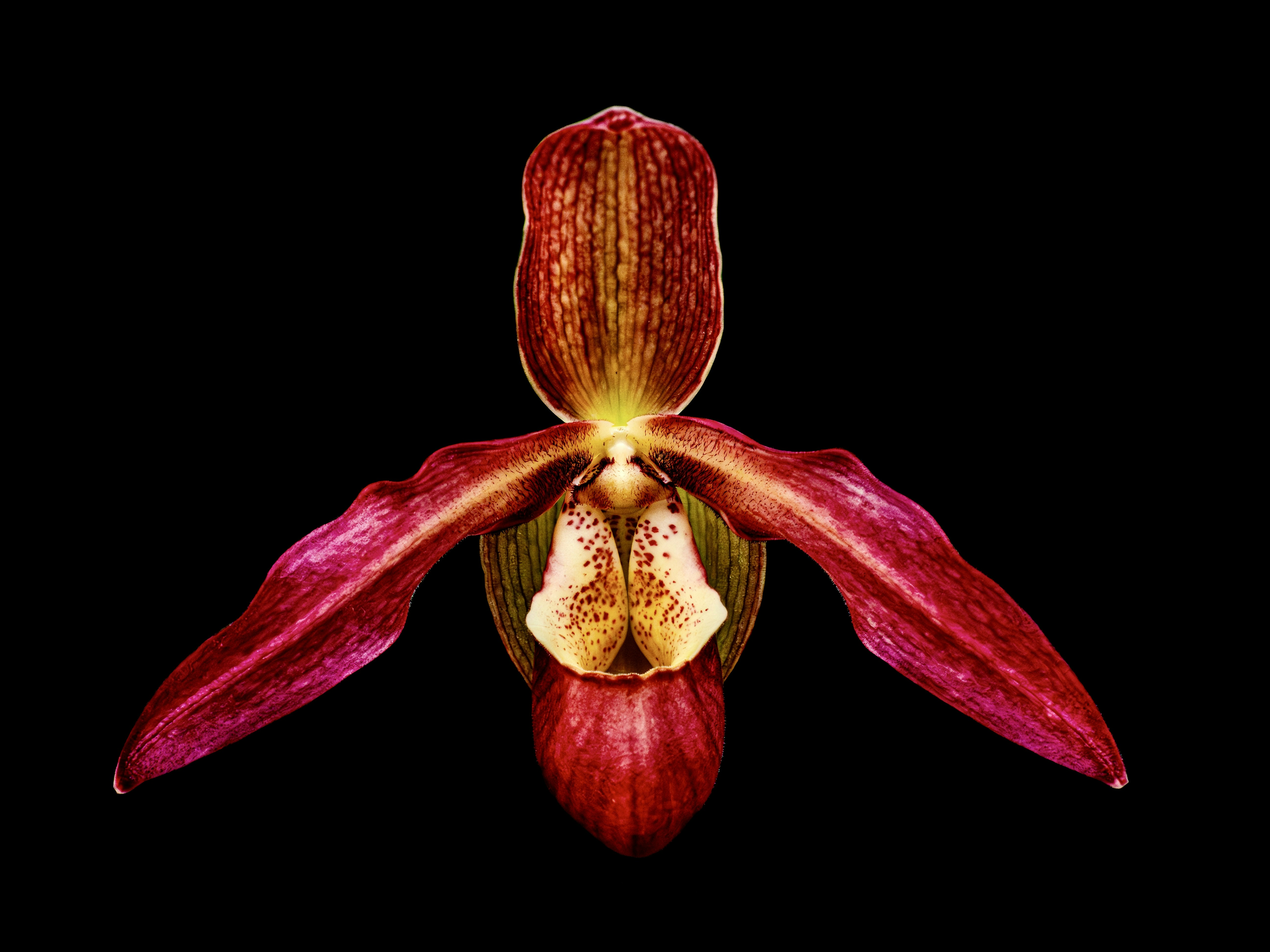 Red Orchid Centerfold: The Spotlight on a Velvet Petal