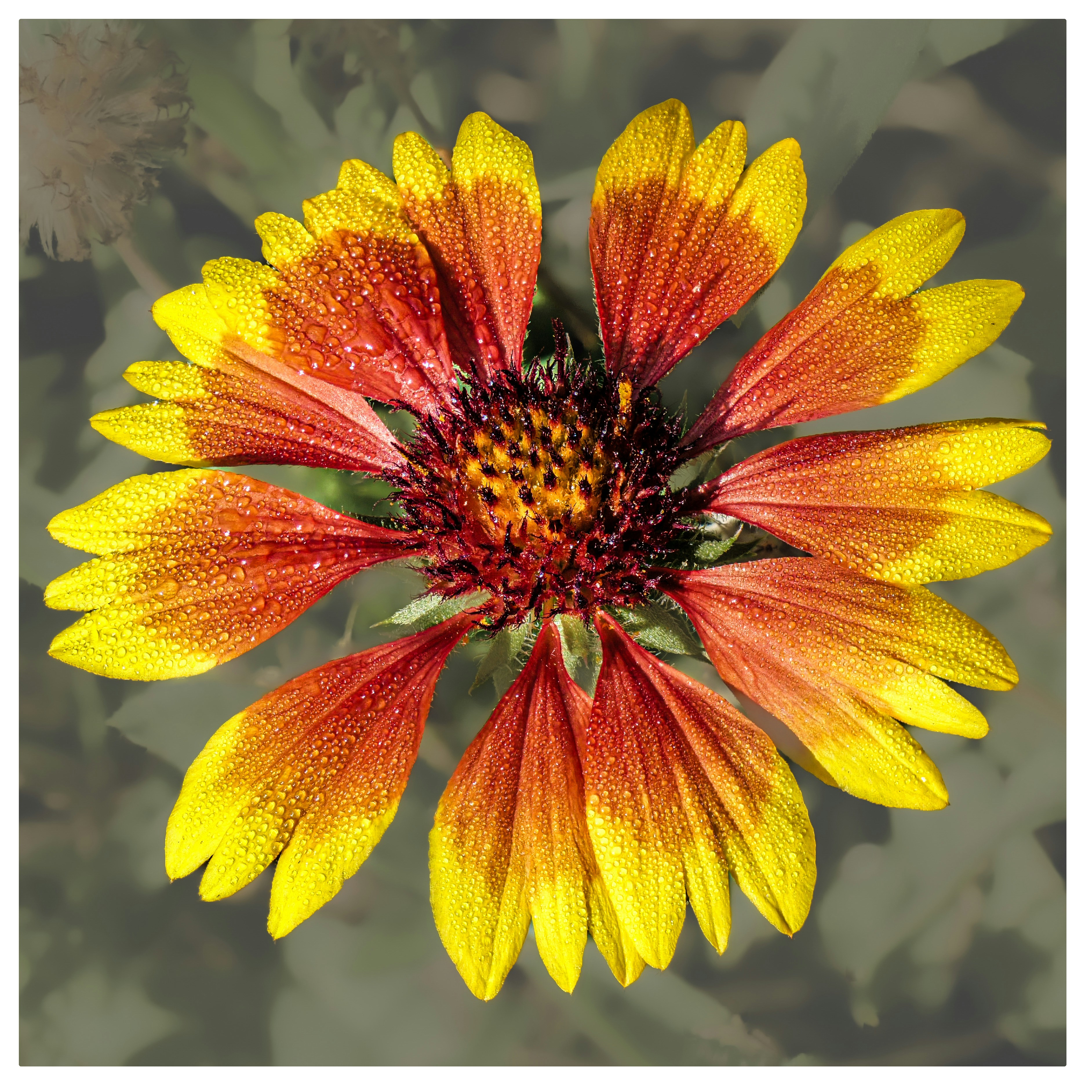 a Gaillardia flower