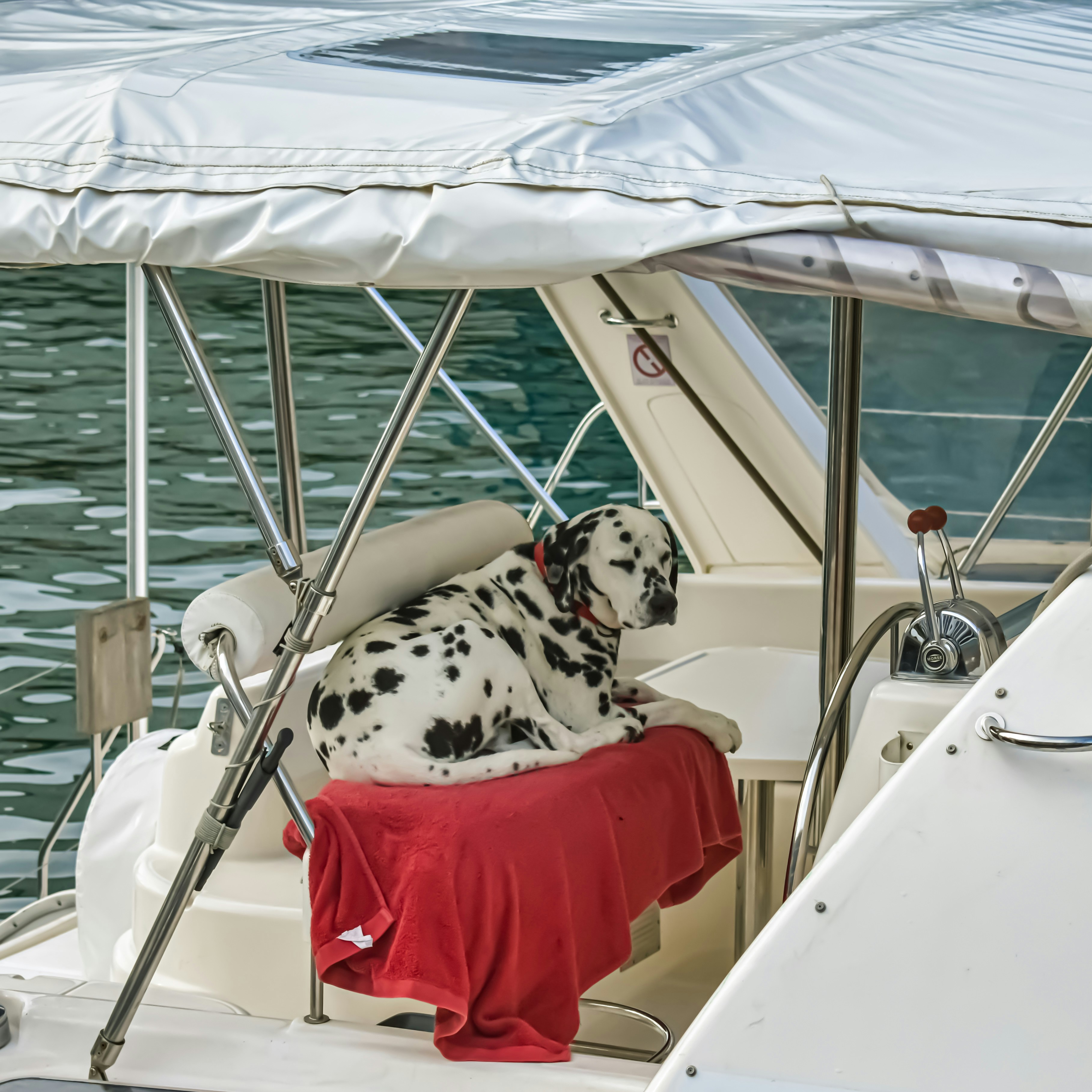 Dalmatian on a Red Linen Throne Aboard